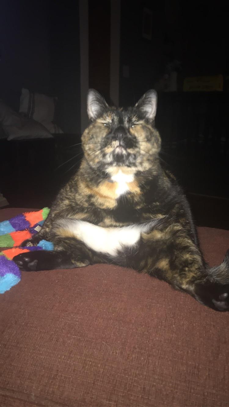 Cosmo, Cooper and Lola be straight from Uranus | Scrolller