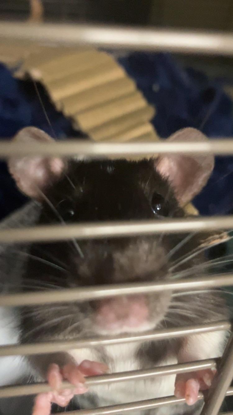 Pregnant rat | Scrolller