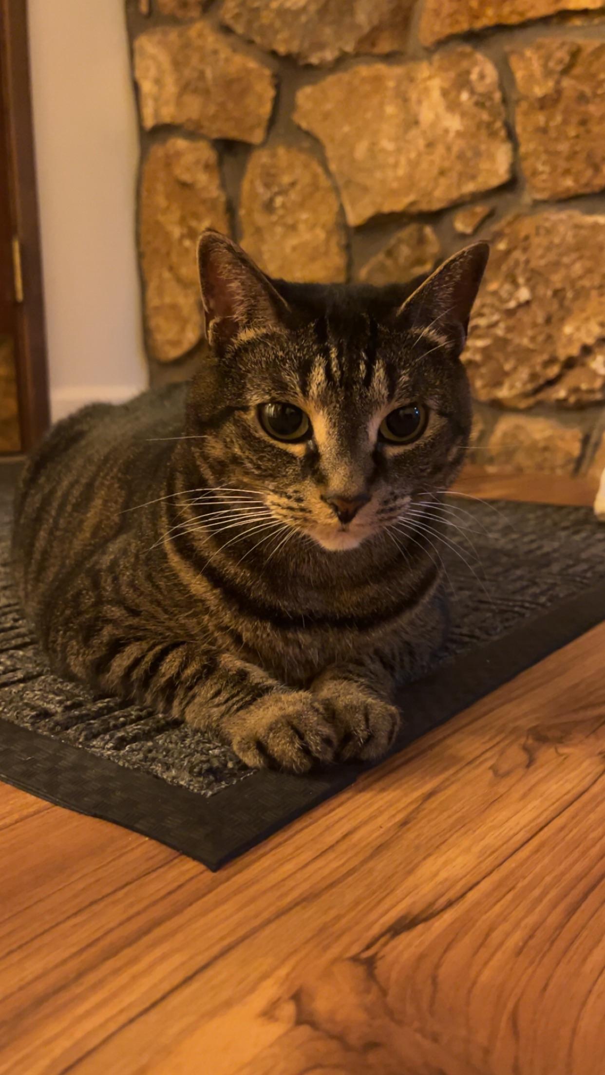 What’s the most recent pic of each of your kitties?? | Scrolller