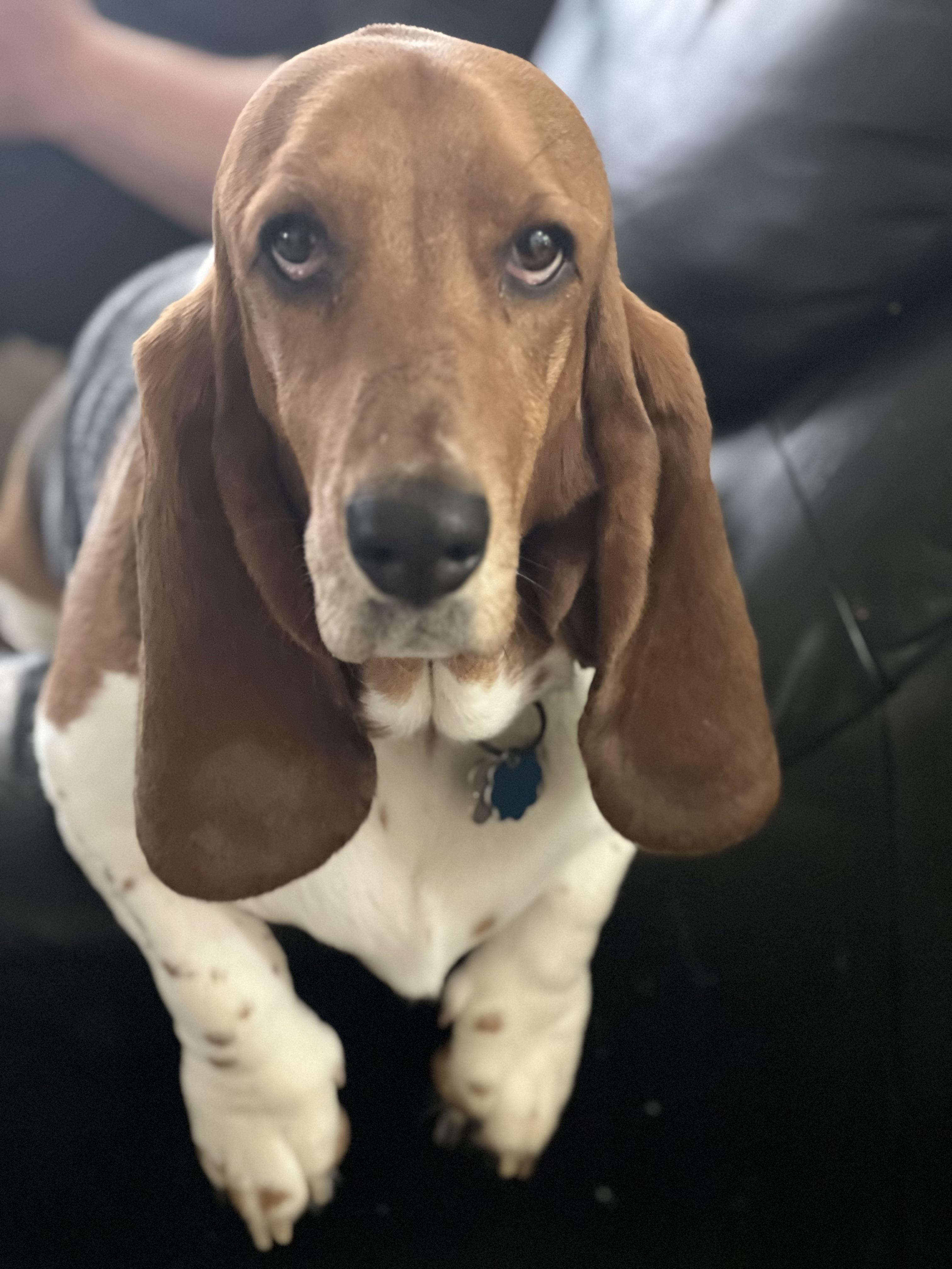 T rex arms | Scrolller