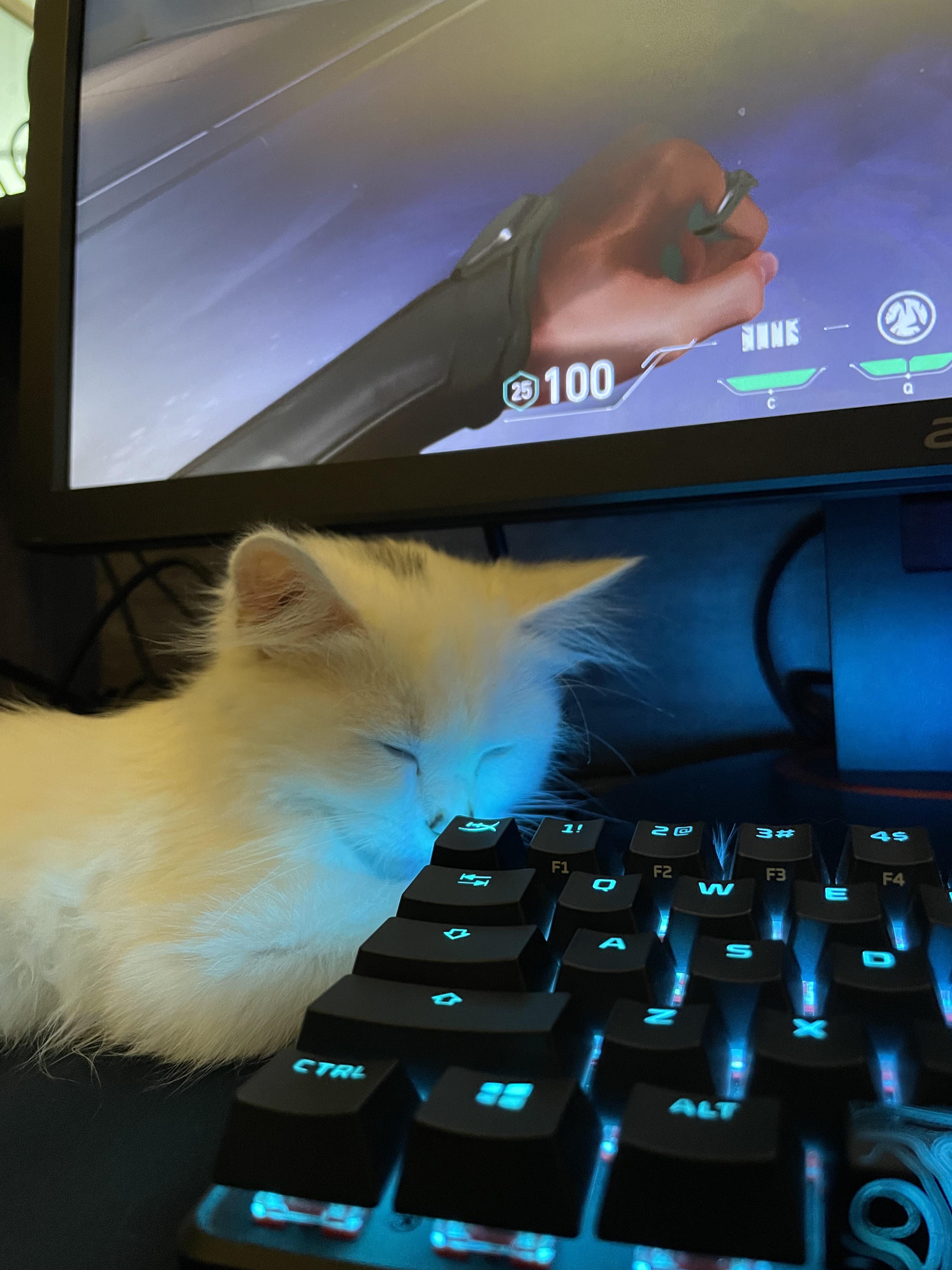 We playing Valorant today 🤍 | Scrolller