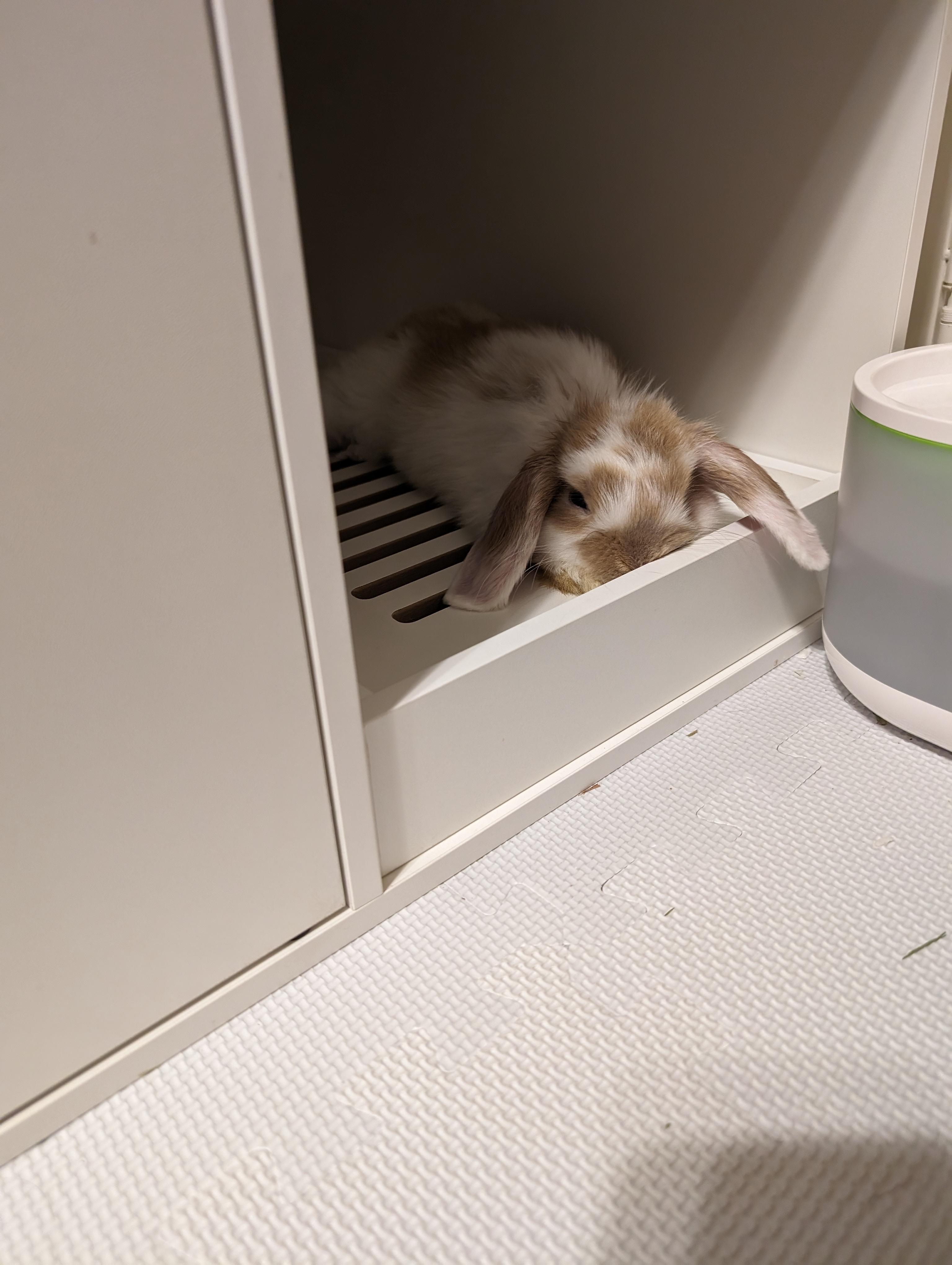 UPDATE: Brought Honey bunny home a little over a month ago! Here's her in the enclosure I posted ...