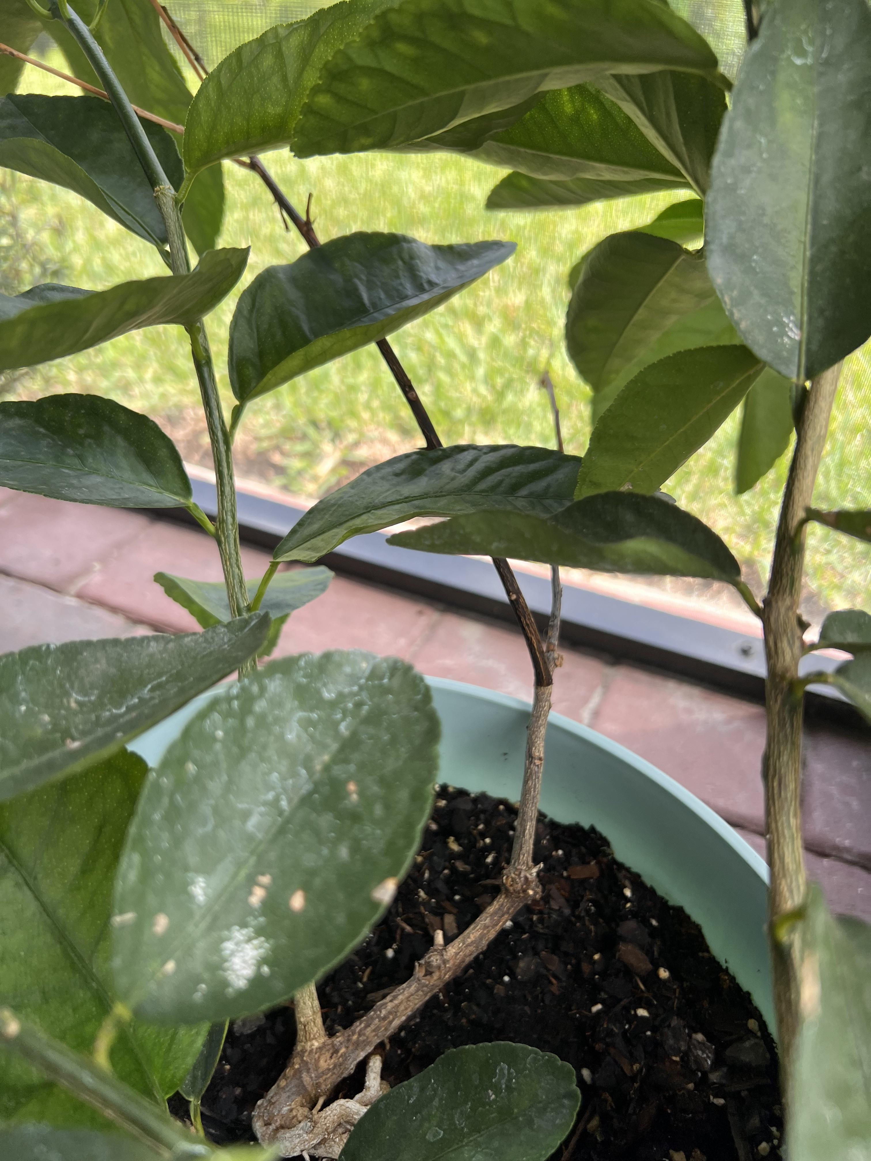 Pruning Lime Tree | Scrolller