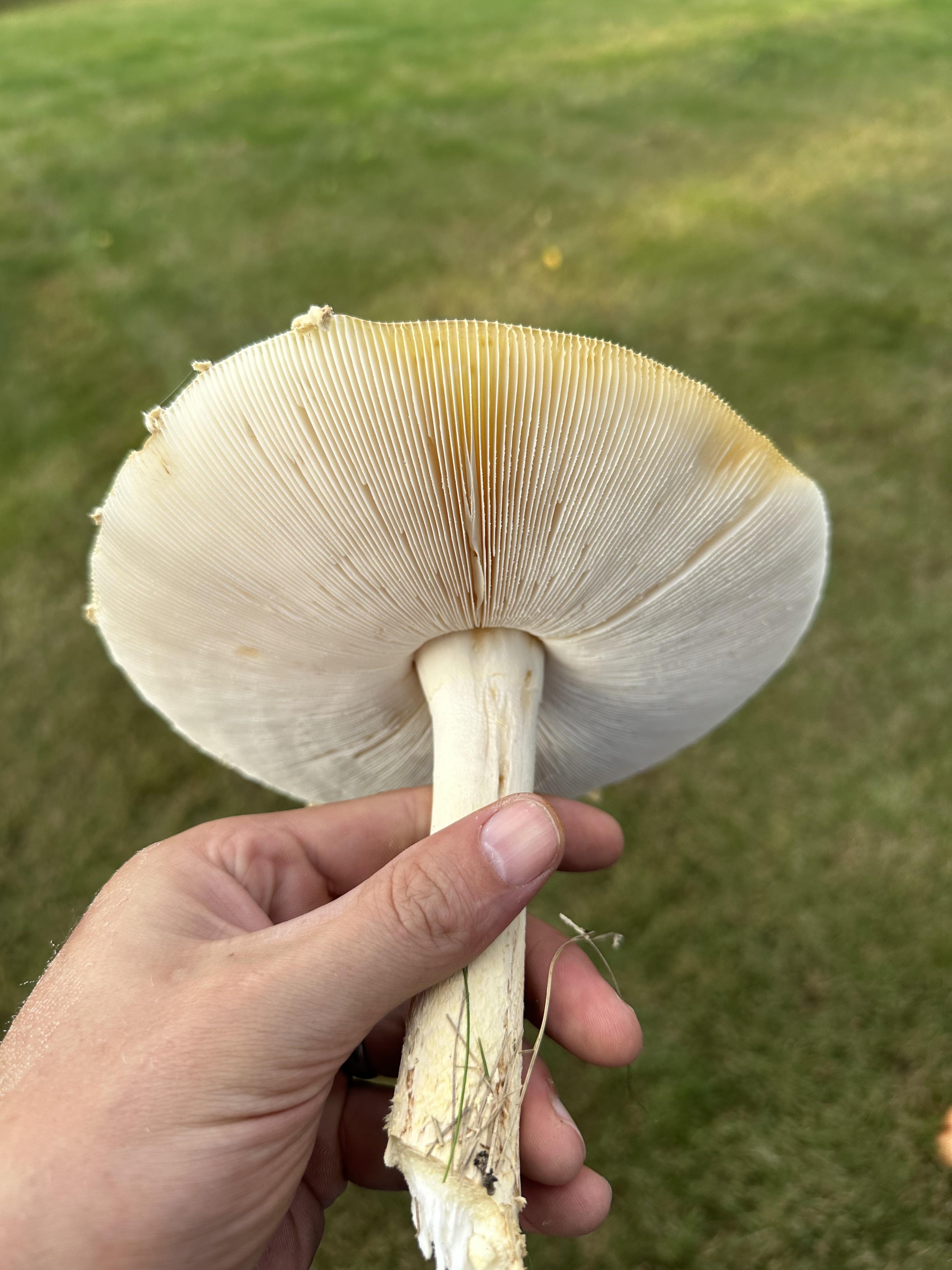 Northern Indiana. Most interested in what the little puffball looking ones are. | Scrolller