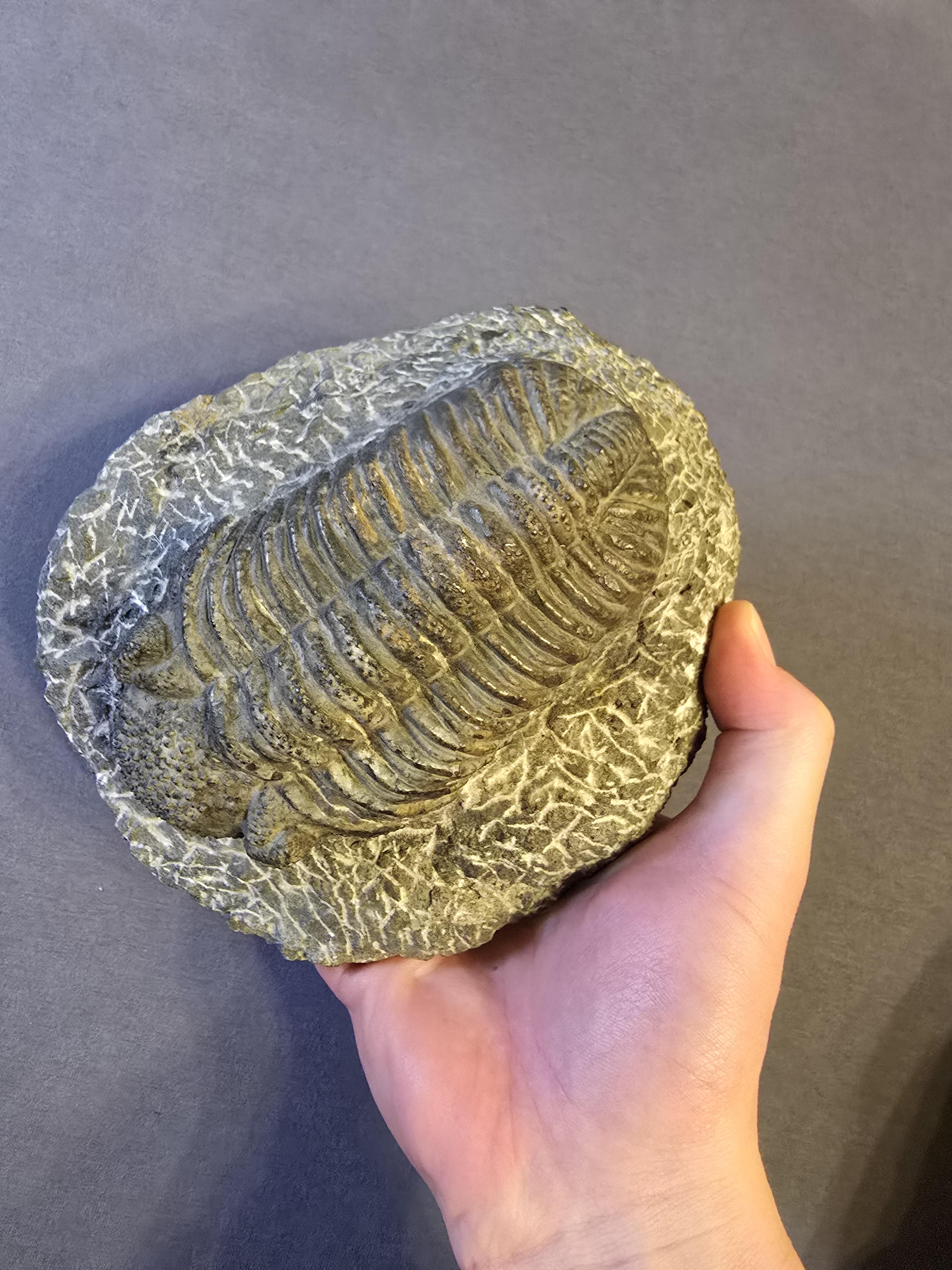 Chunky trilobite | Scrolller