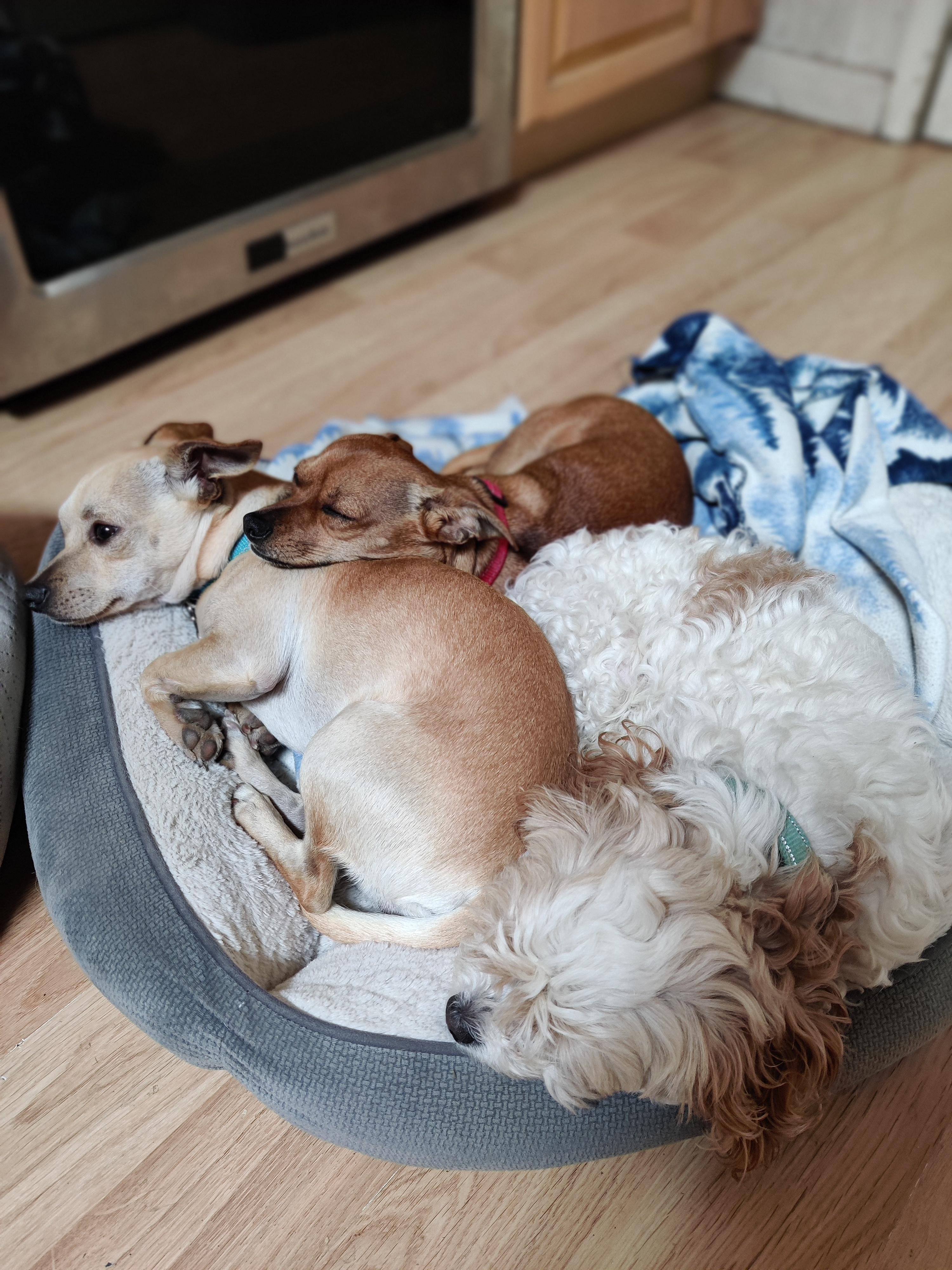 Sleeping Pile. | Scrolller