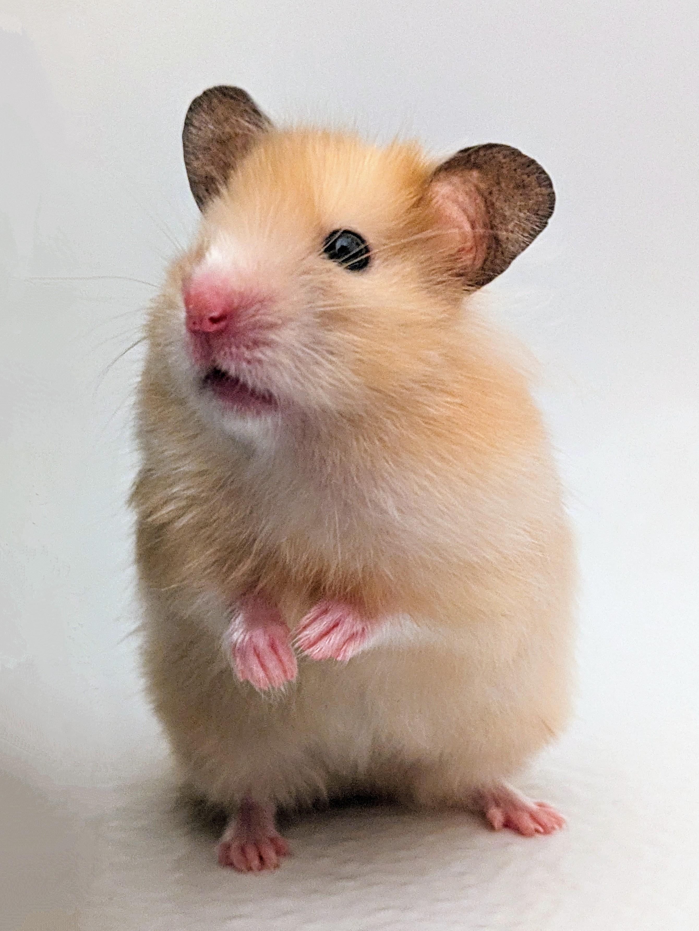 Second taming session and guys.... Guuuuuys!! | Scrolller