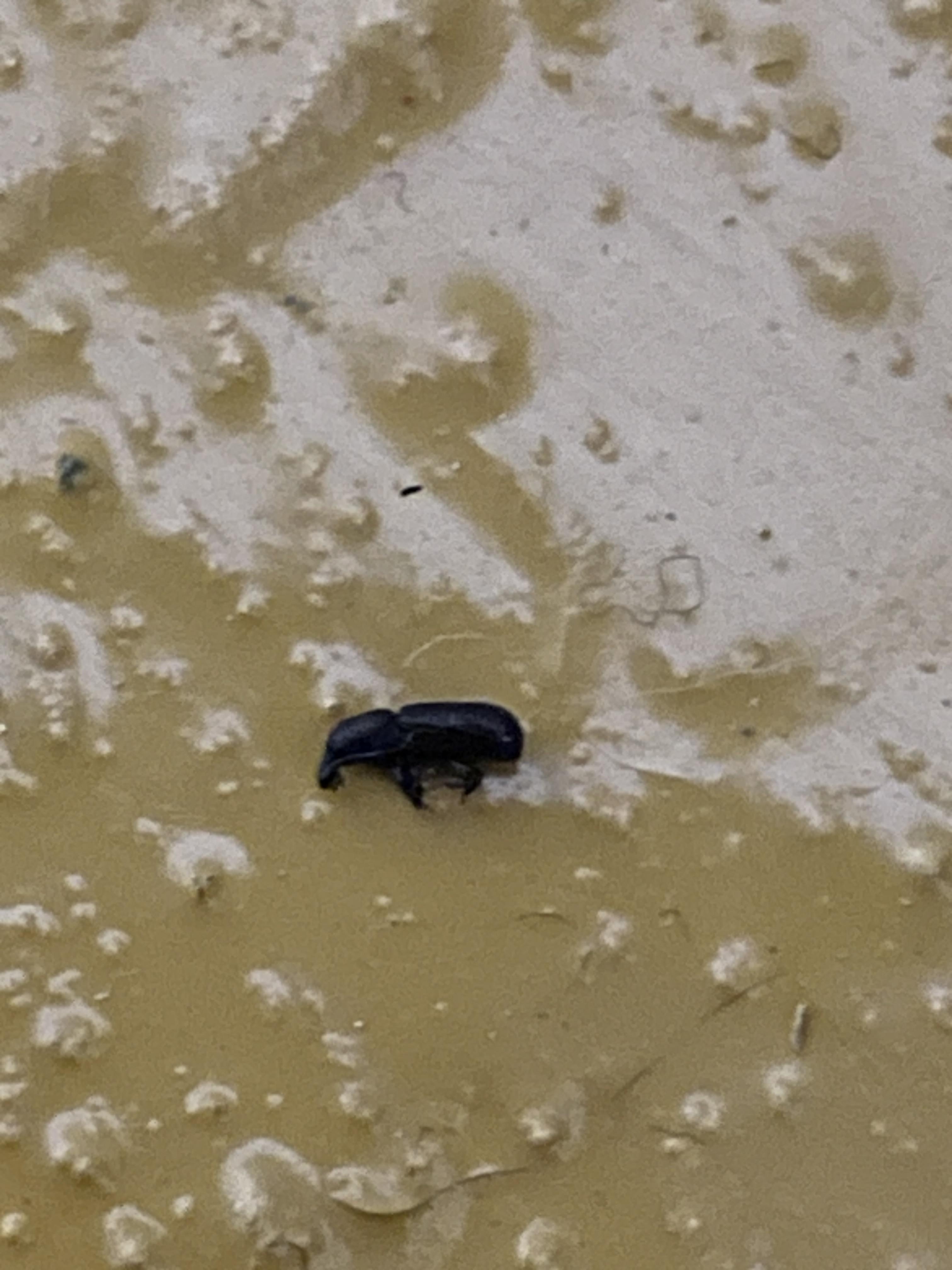 What are these very small bugs in my basement? | Scrolller