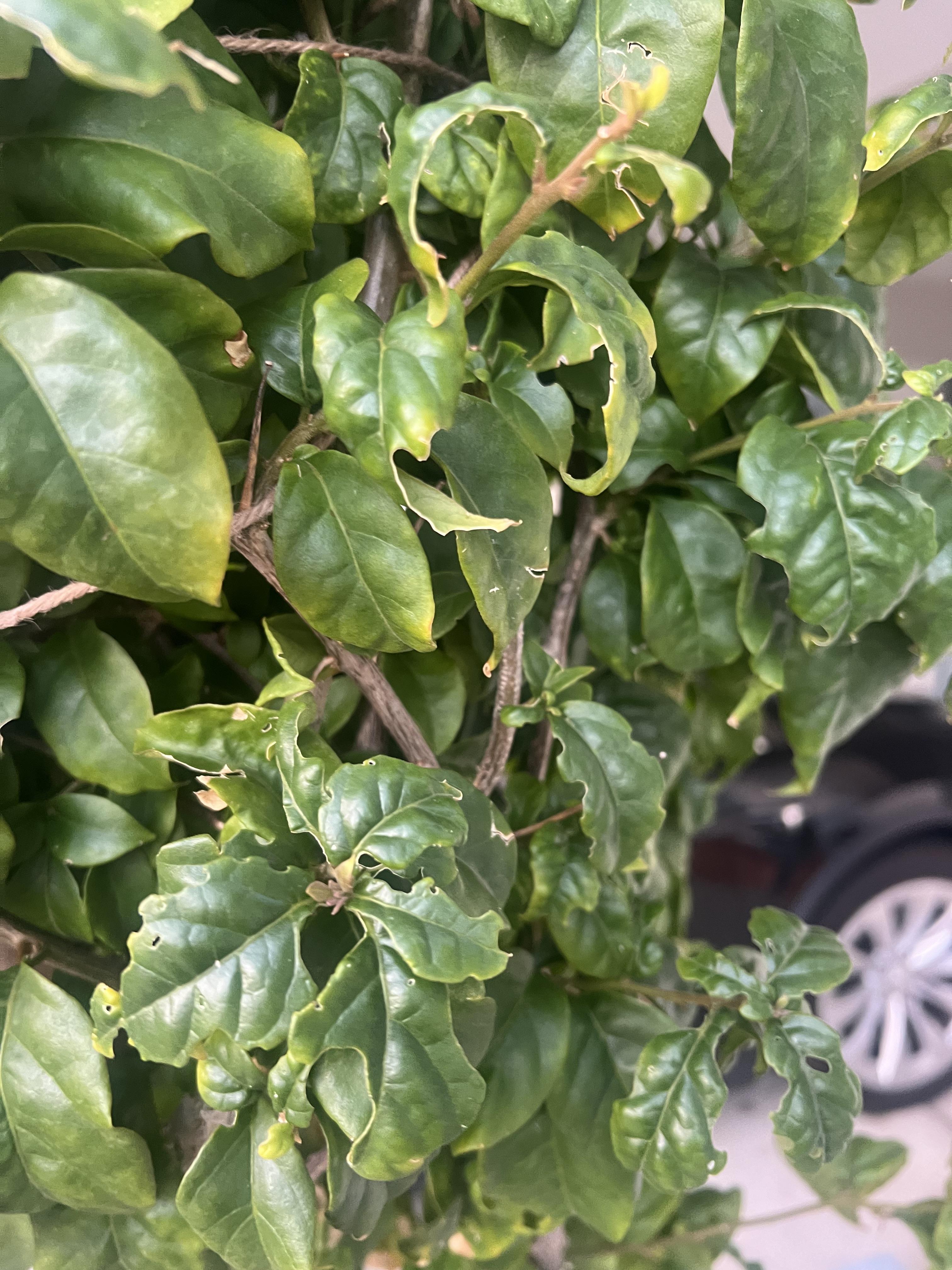 Bougainvillea damage | Scrolller