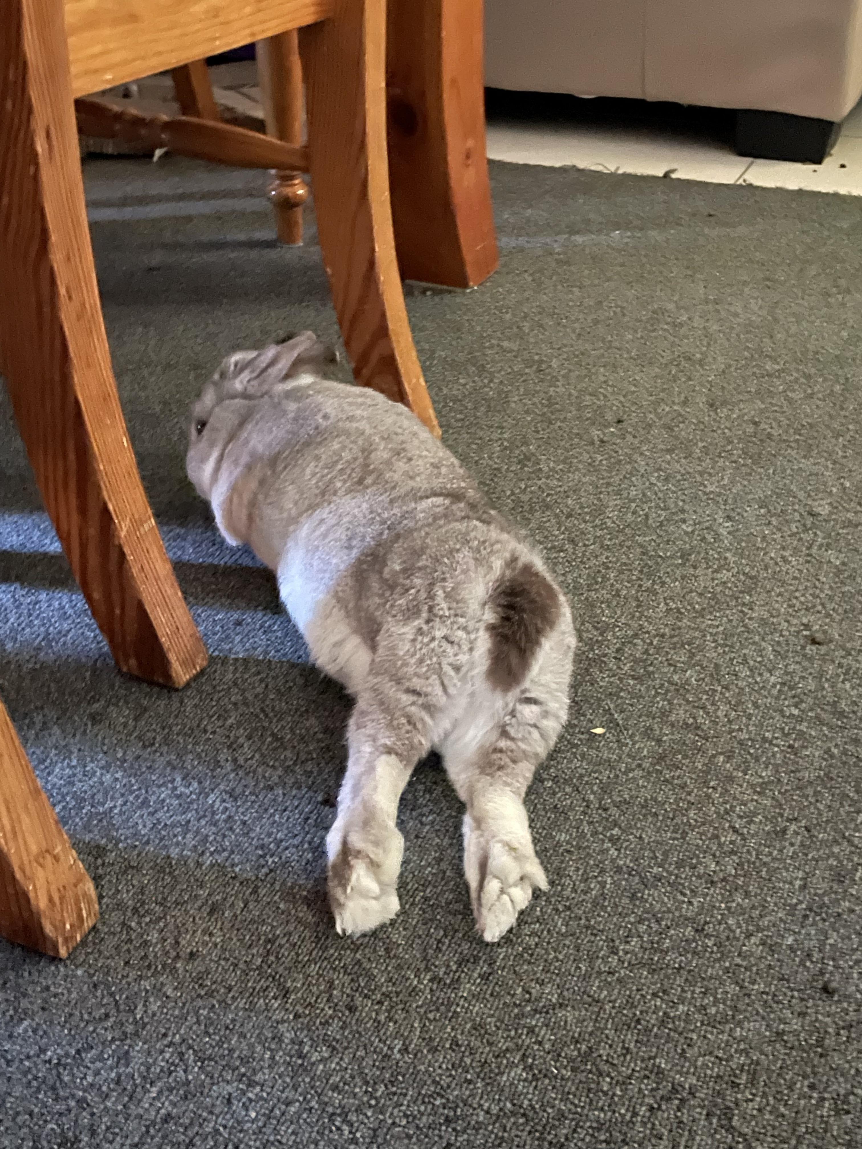 My girl, Bella | Scrolller