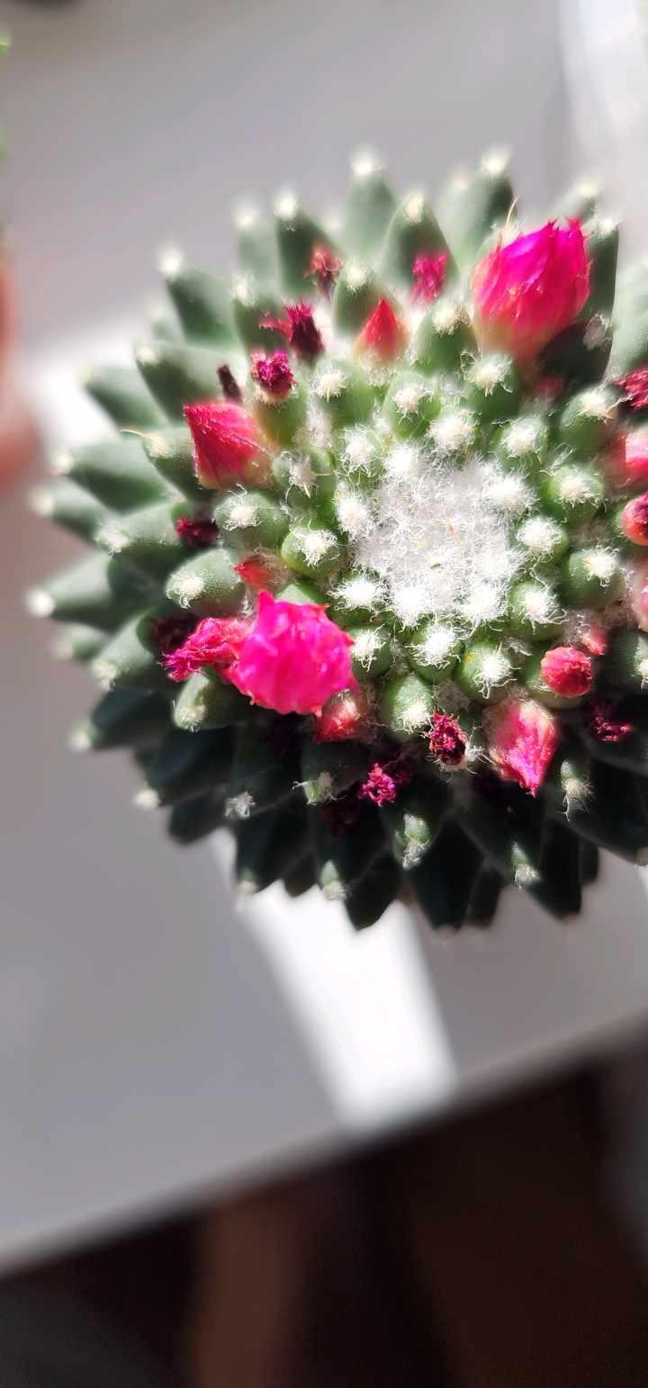 What are these worm like bugs on my cactus? | Scrolller