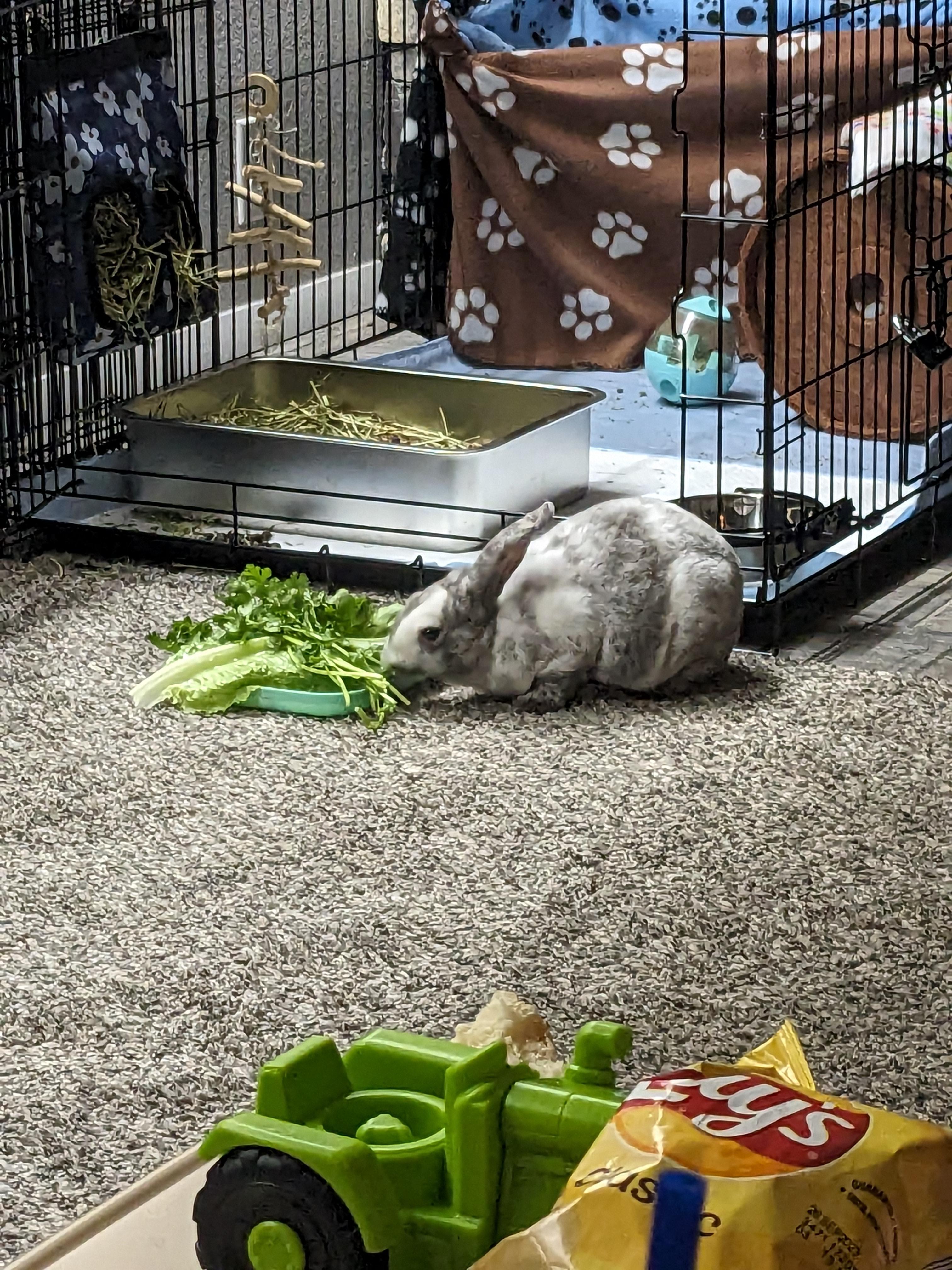 New Bunny Owner | Scrolller