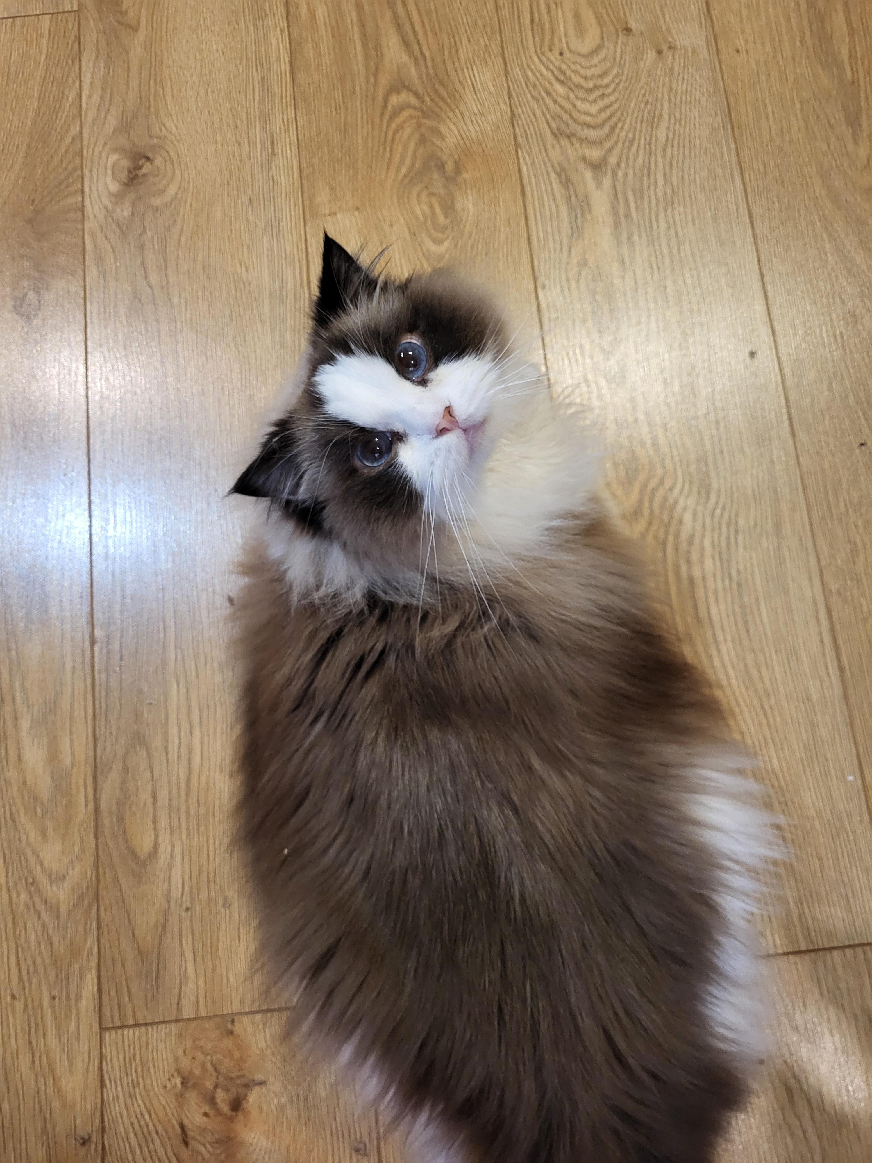 Floof has noticed you | Scrolller