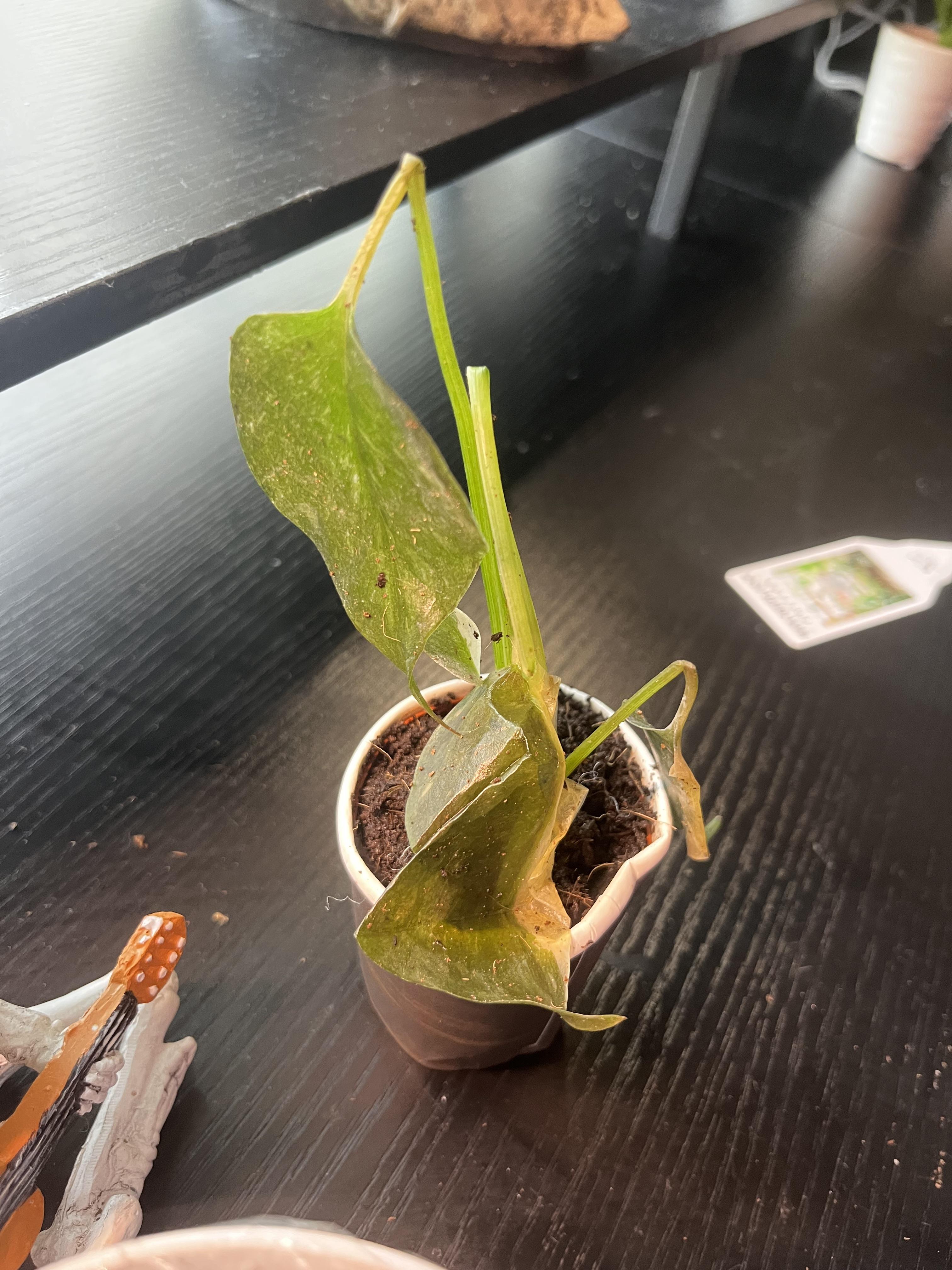 Frozen Thai Constellation Monstera | Scrolller