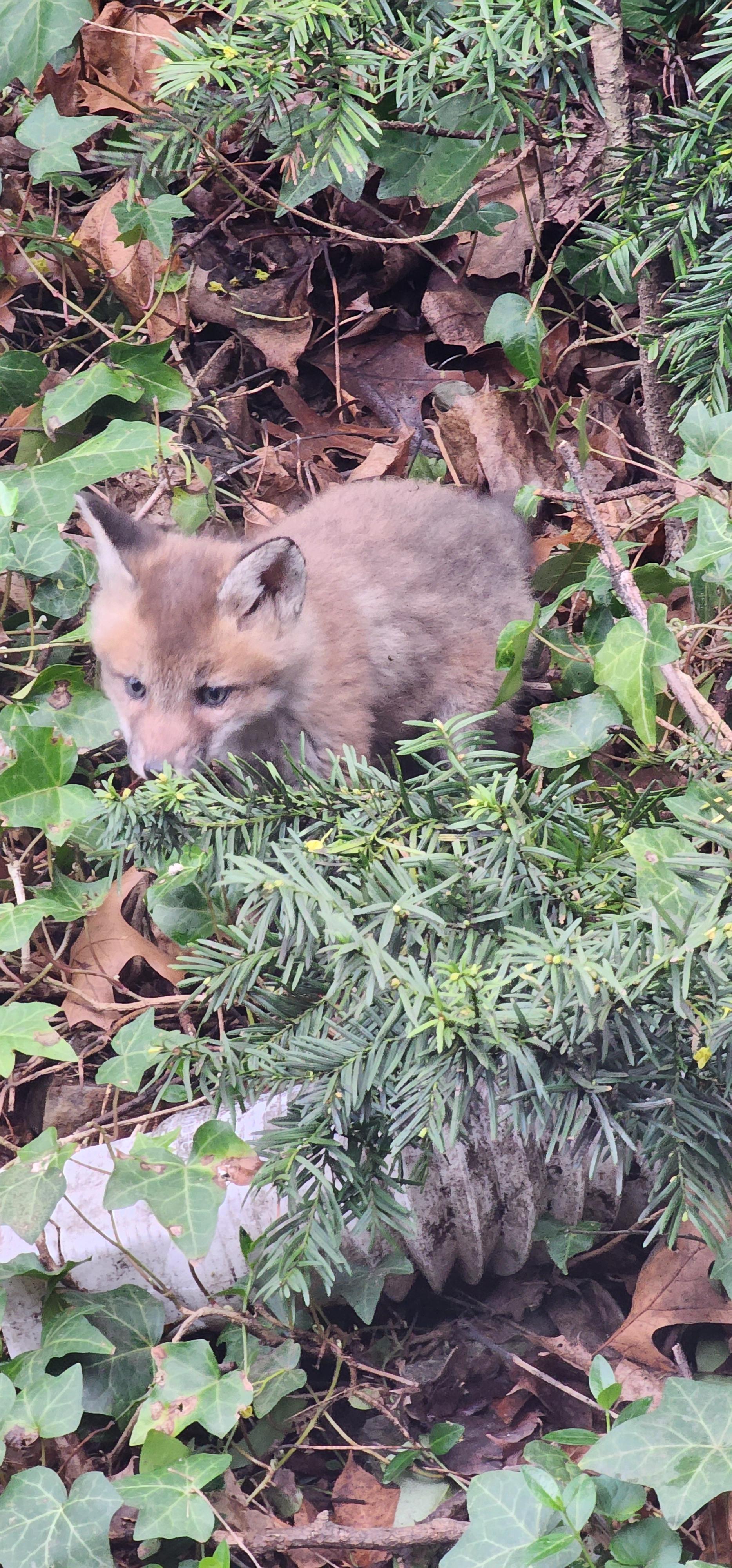 Kits living under my deck | Scrolller