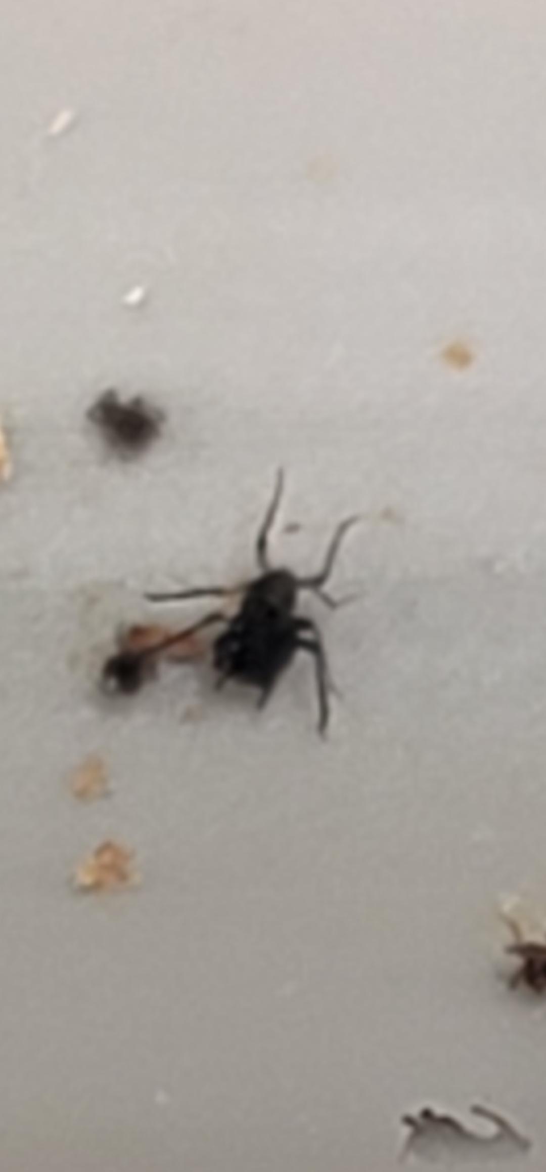 Any idea what this insect is? | Scrolller