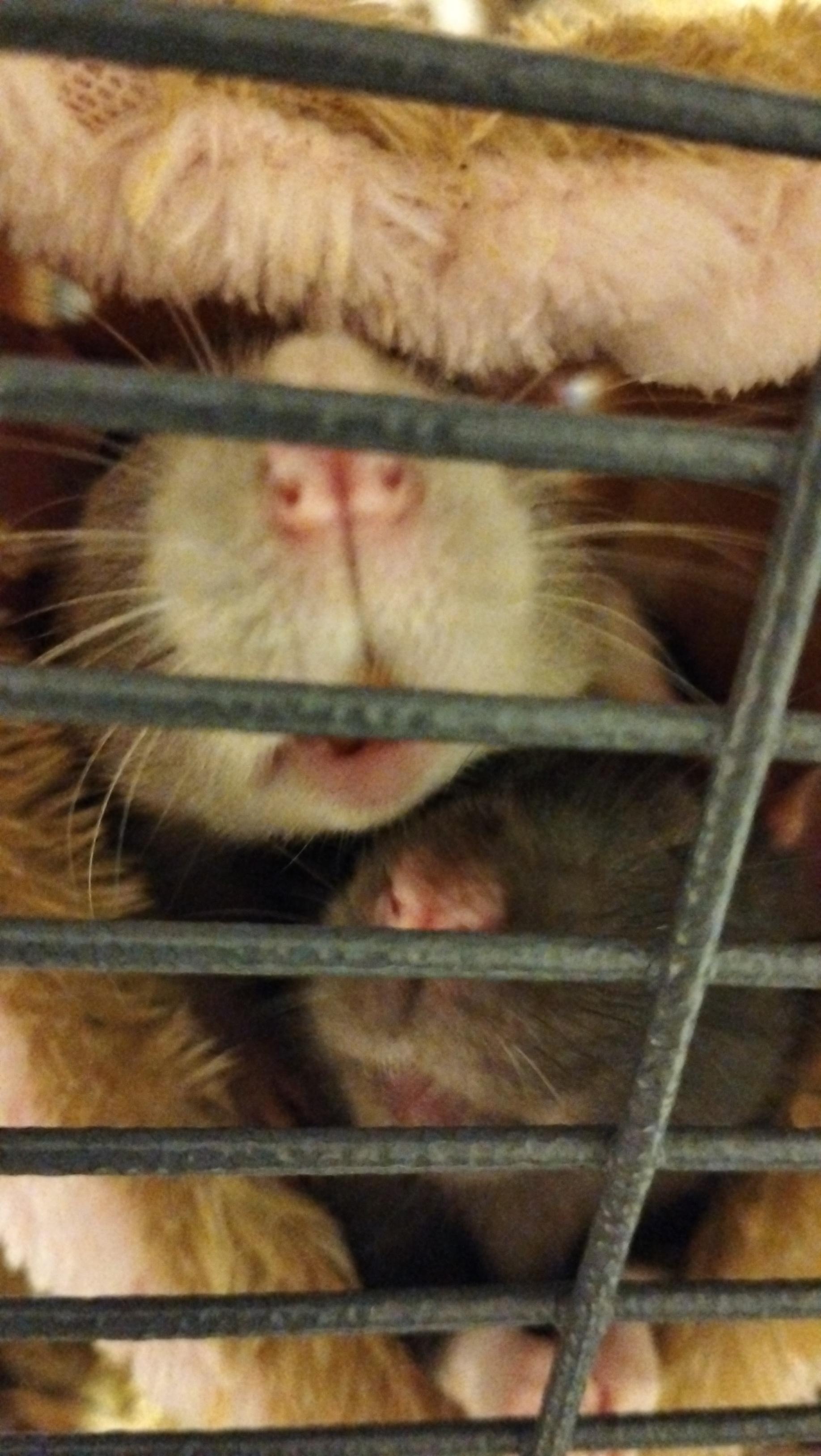 Cosmo and coconut!! 🎉🎉 | Scrolller