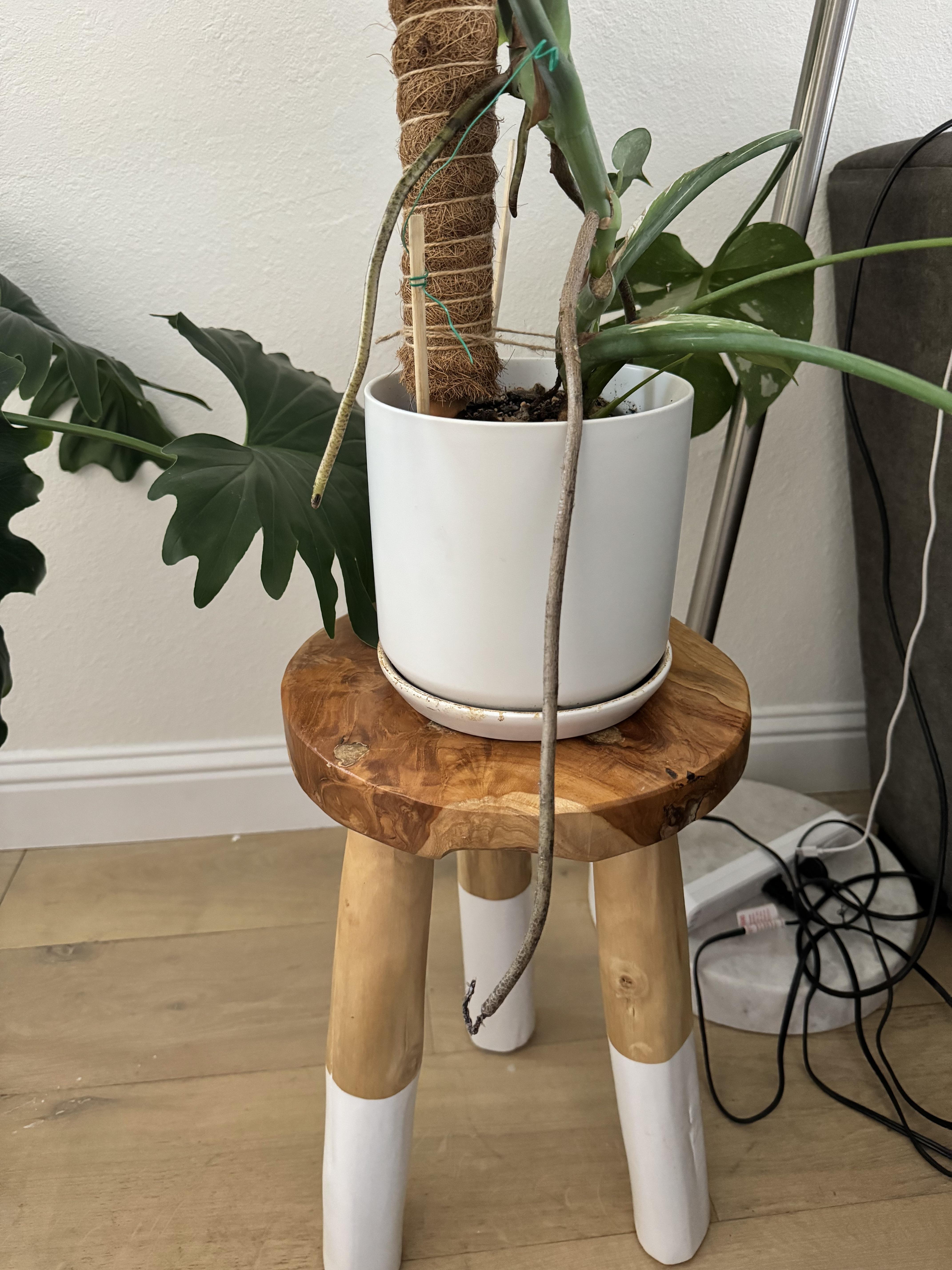 Aerial Root Issue | Scrolller