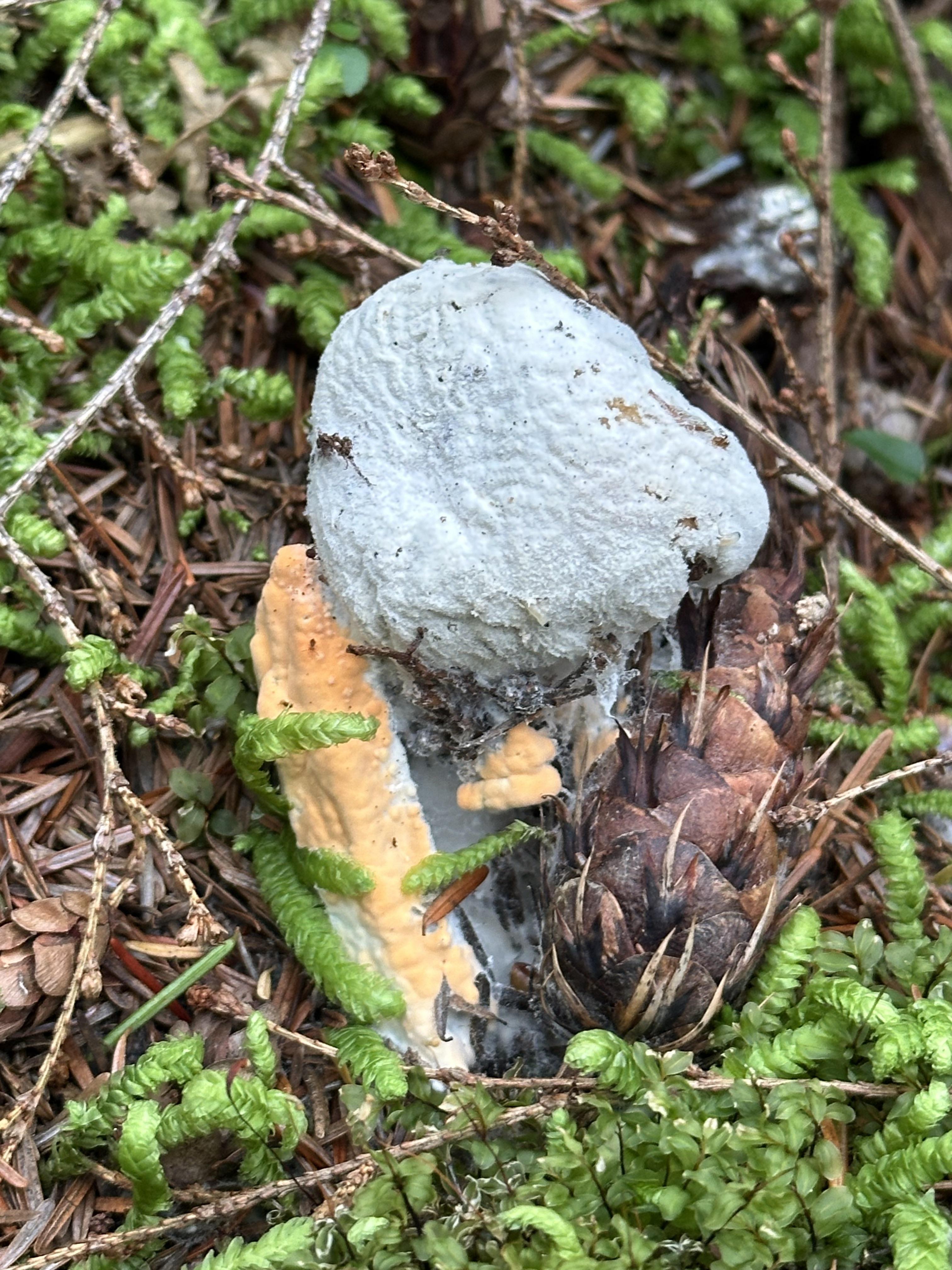 Discover more like MushroomID: What is this white fuzz taking over these mushrooms? and Related ...
