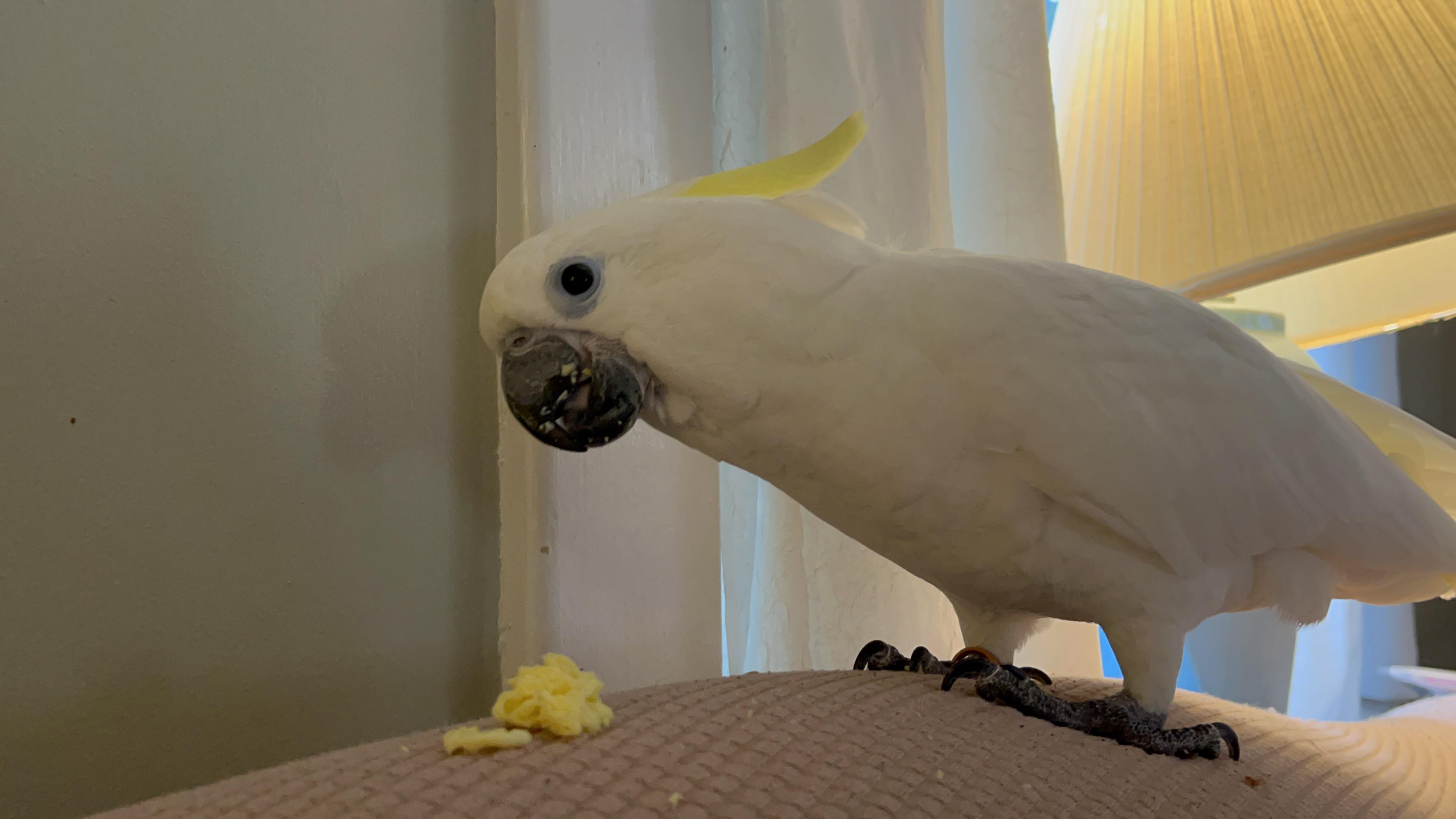 Discover more like Parrots: More EGGSES and DuckyDoodles shenanigans ...