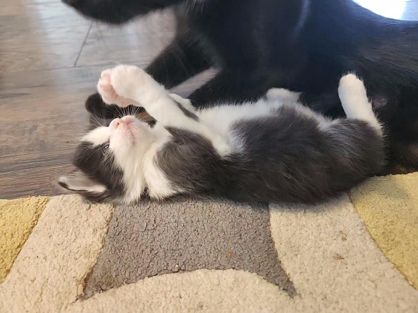 Floof in training | Scrolller