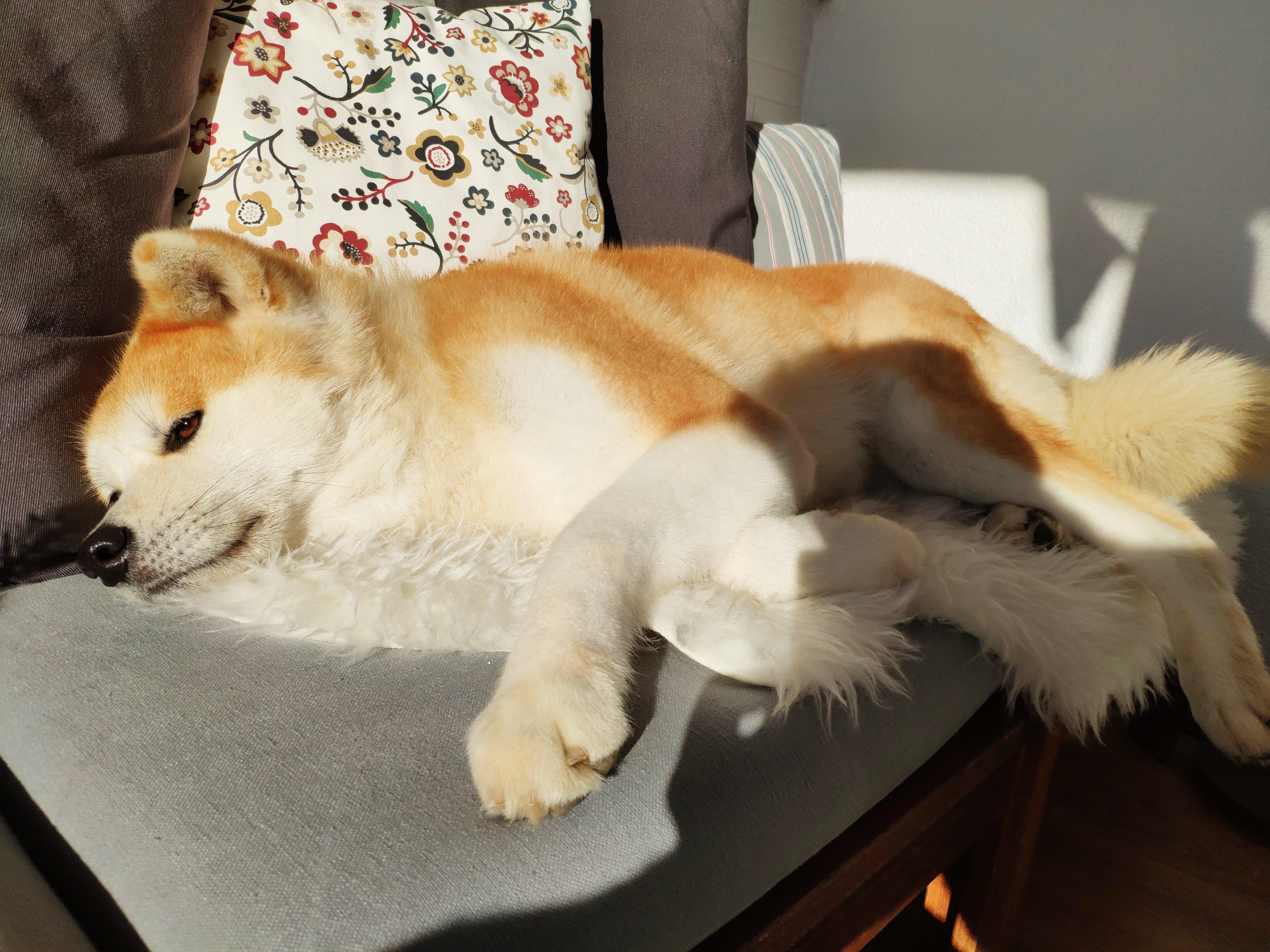 [OC] My two little bears | Scrolller