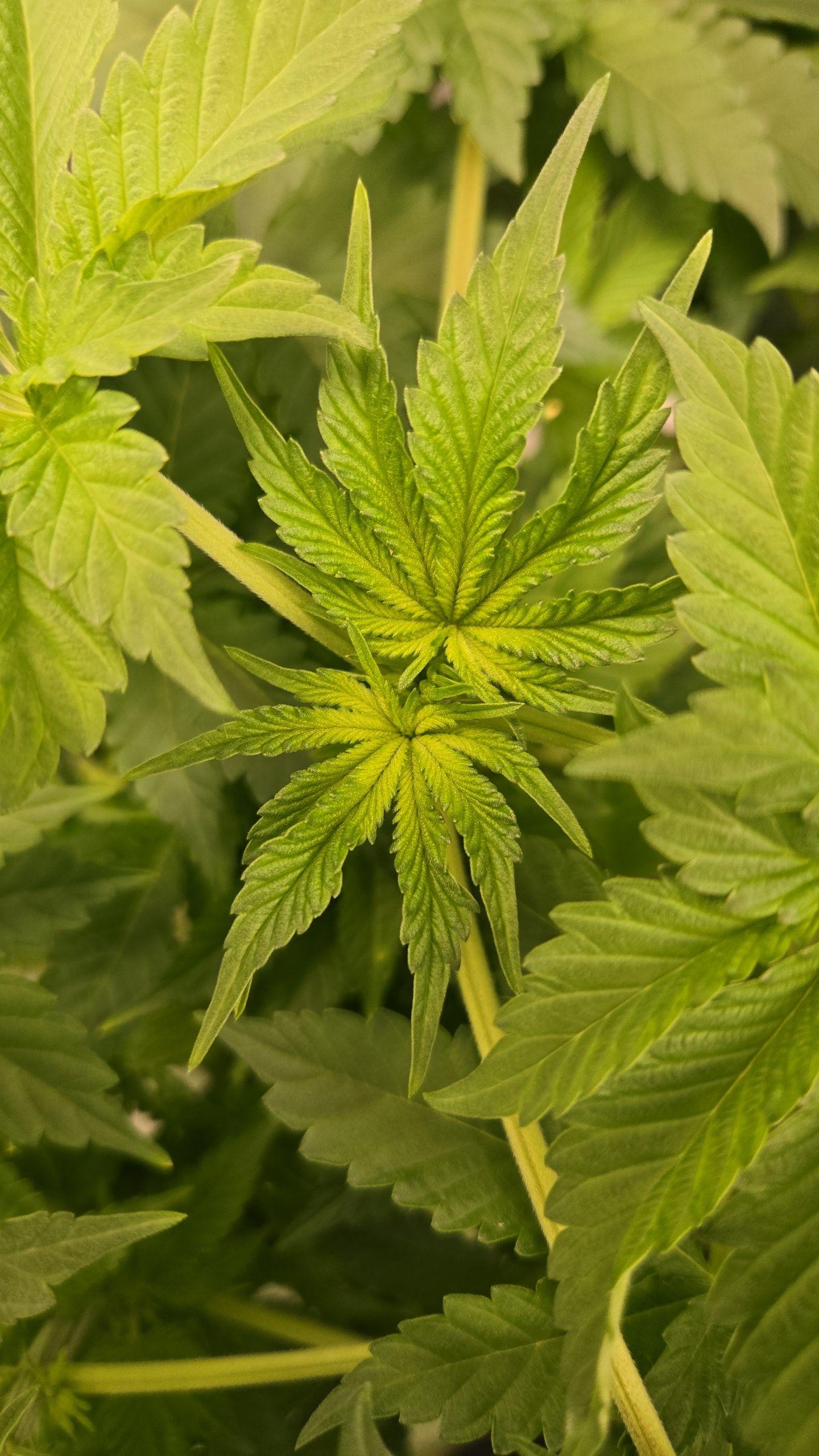 Anyone have firsthand experience with hlvd | Scrolller