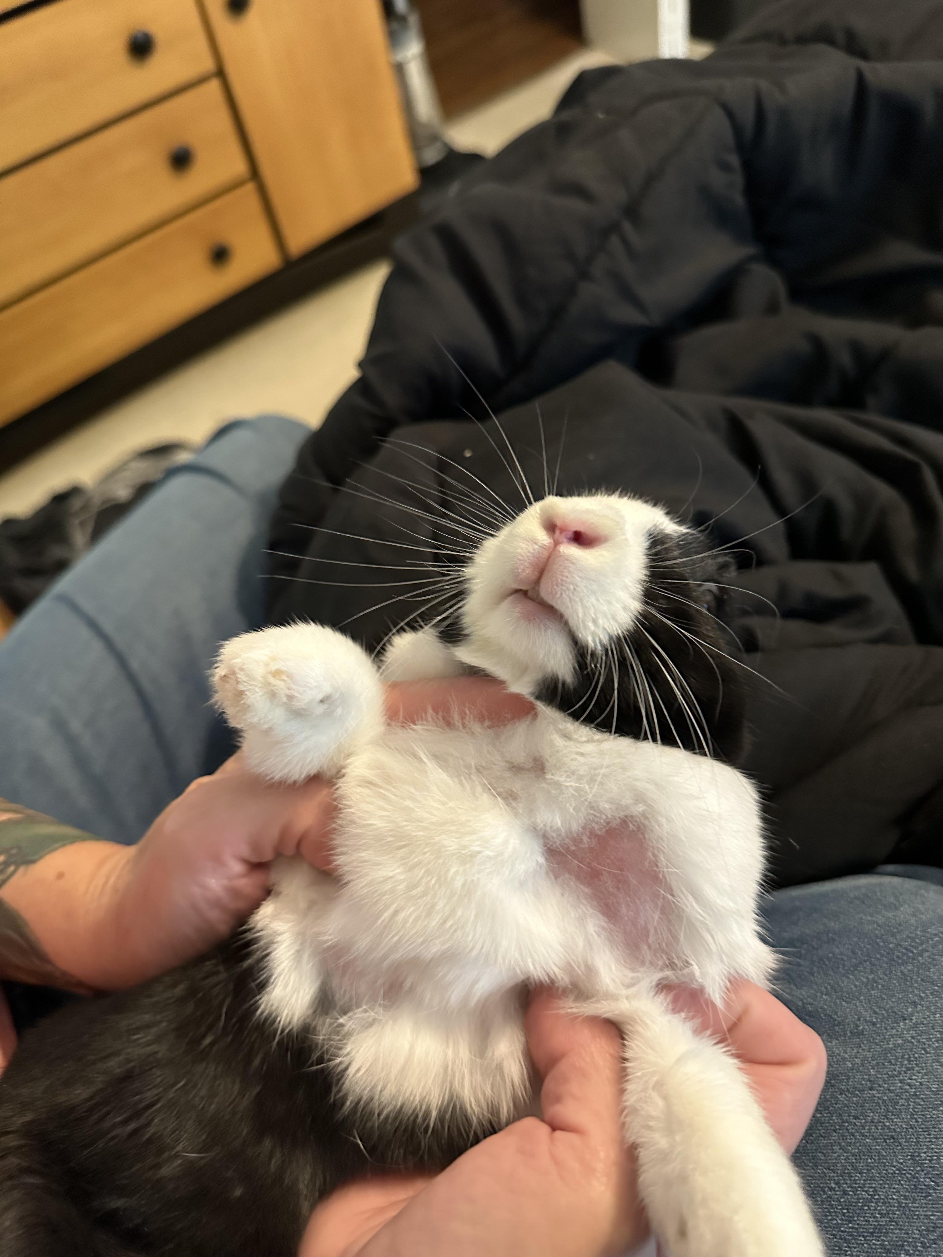 Need help identifying the issue! | Scrolller