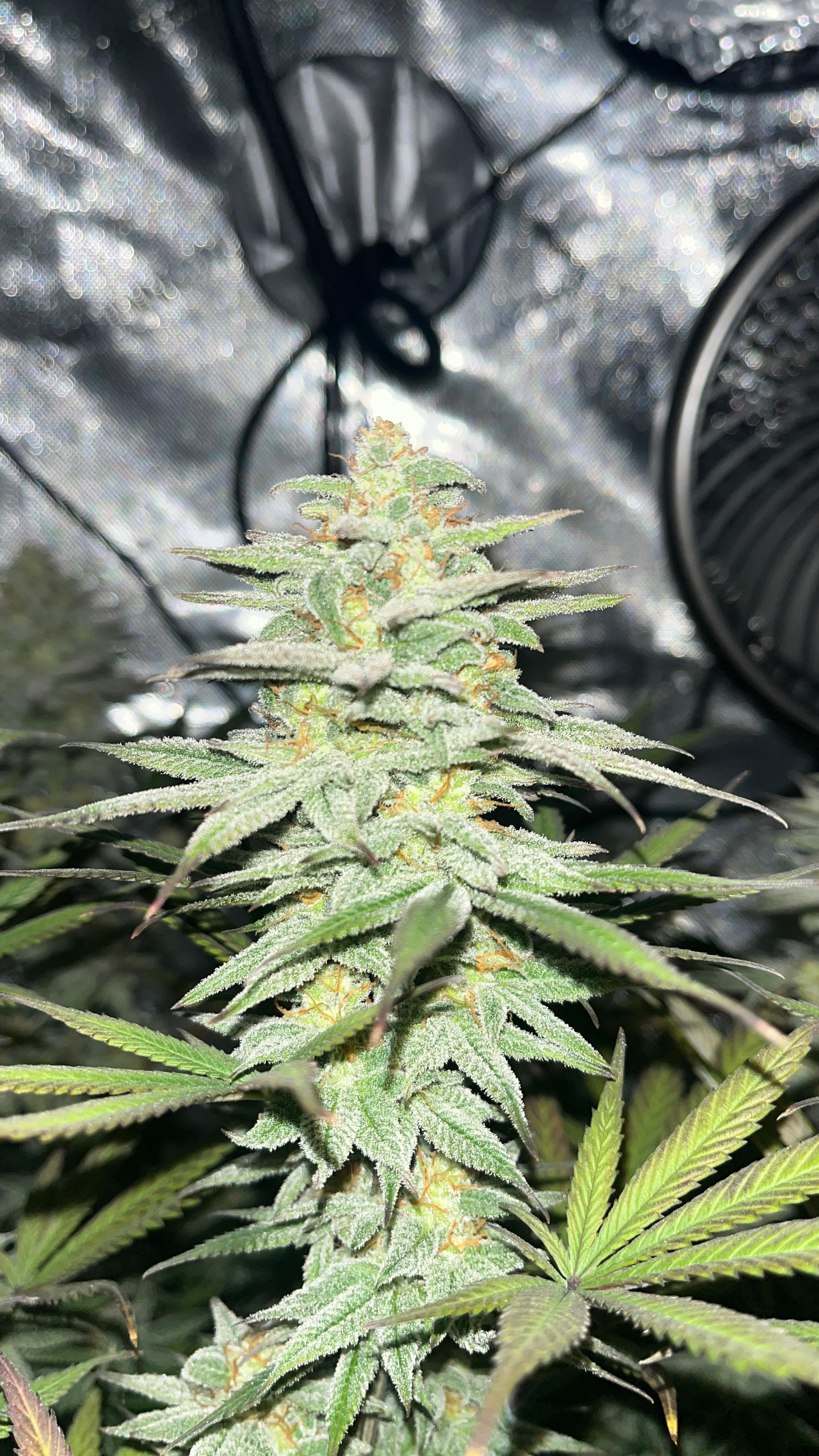 My first grow attempt | Scrolller