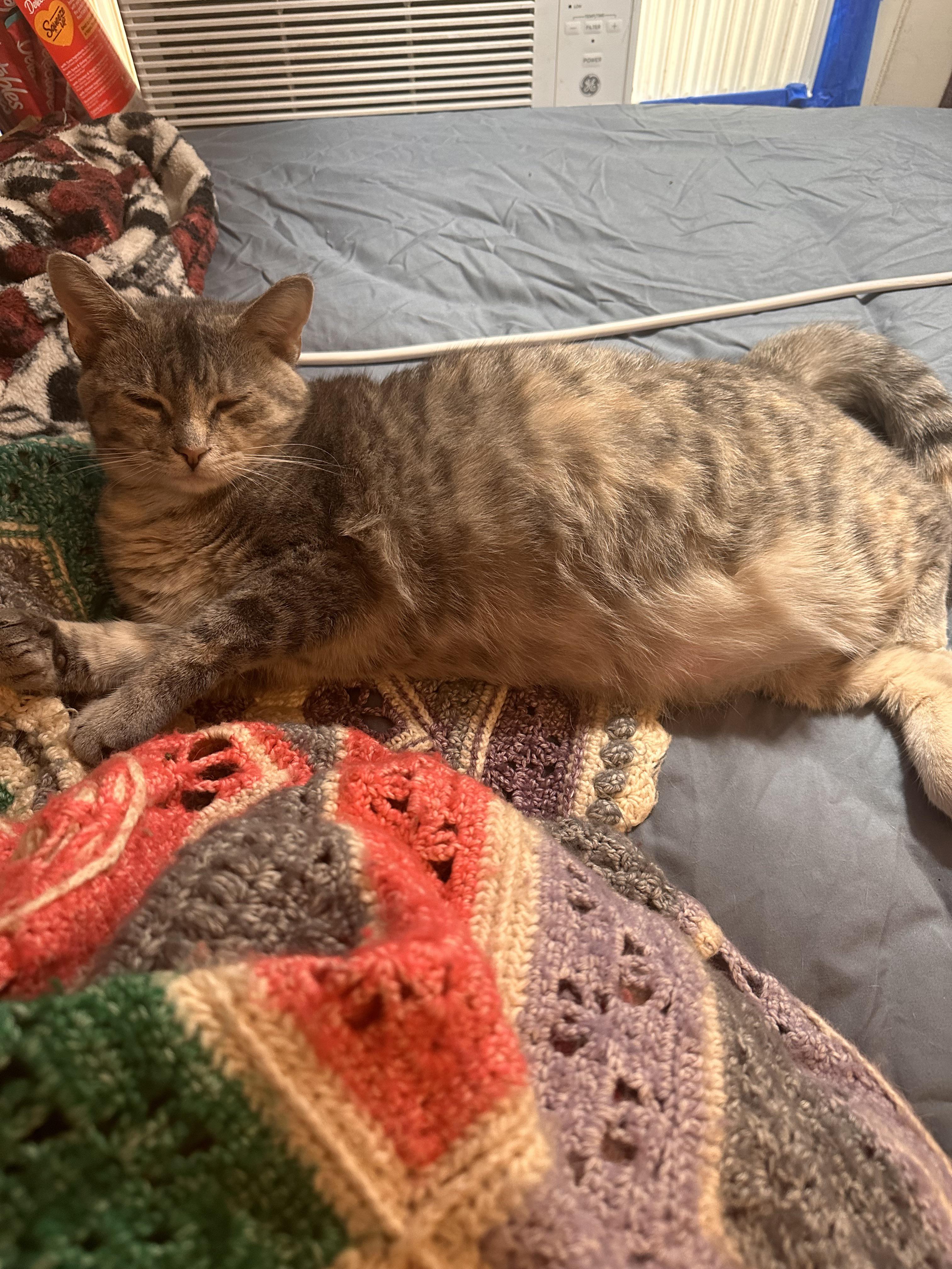 Mina (dilute tabby) & Gracie bellies | Scrolller