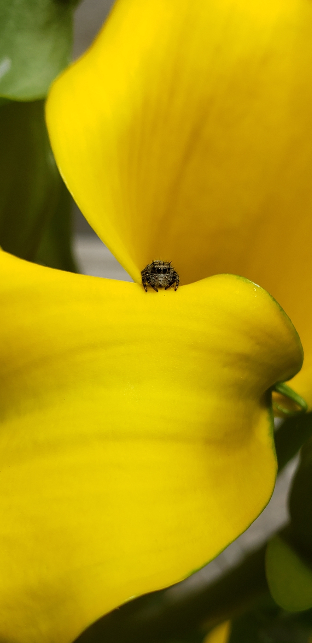 (OC) curious tiny spider | Scrolller