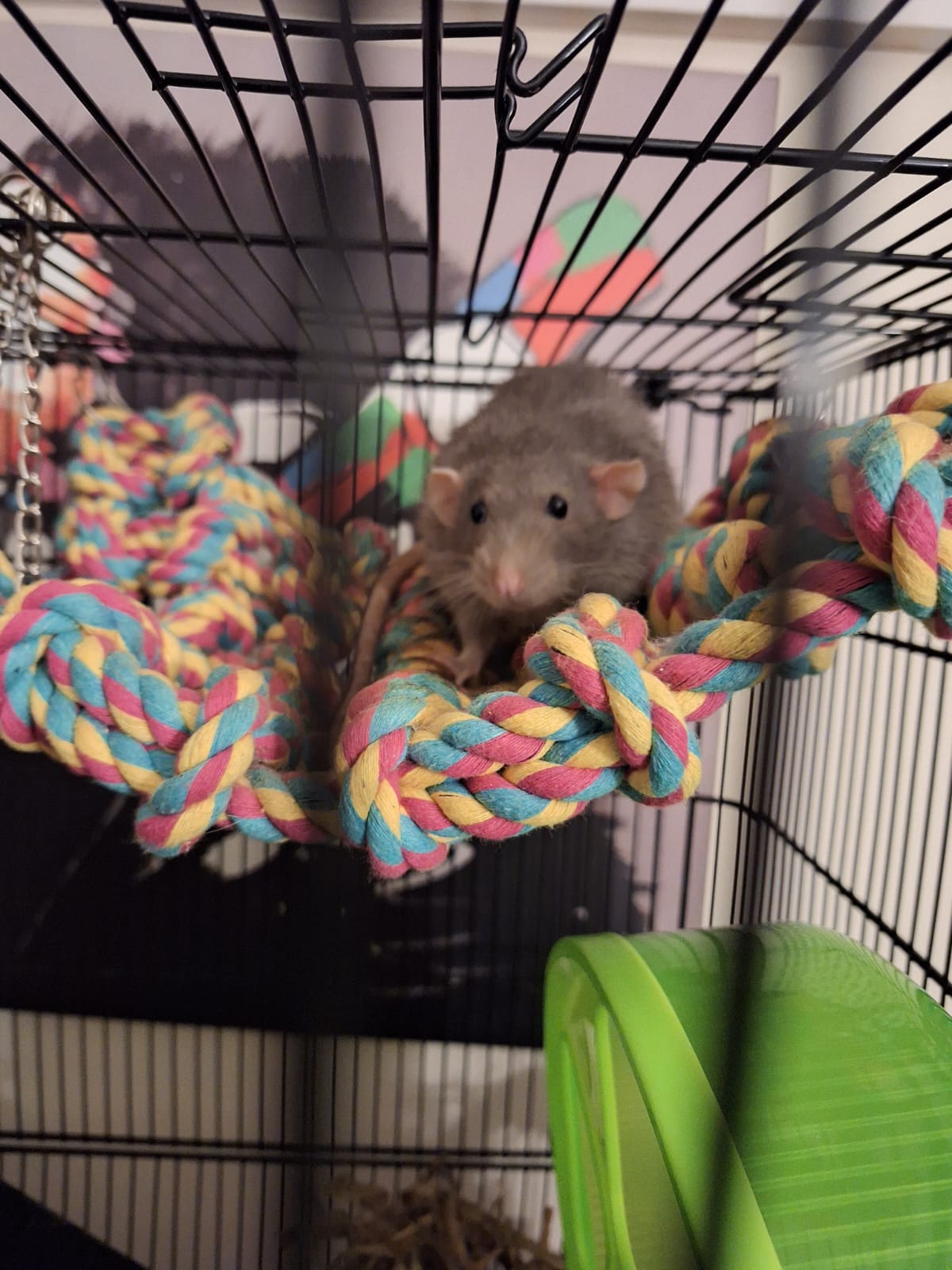 Our first rat! | Scrolller