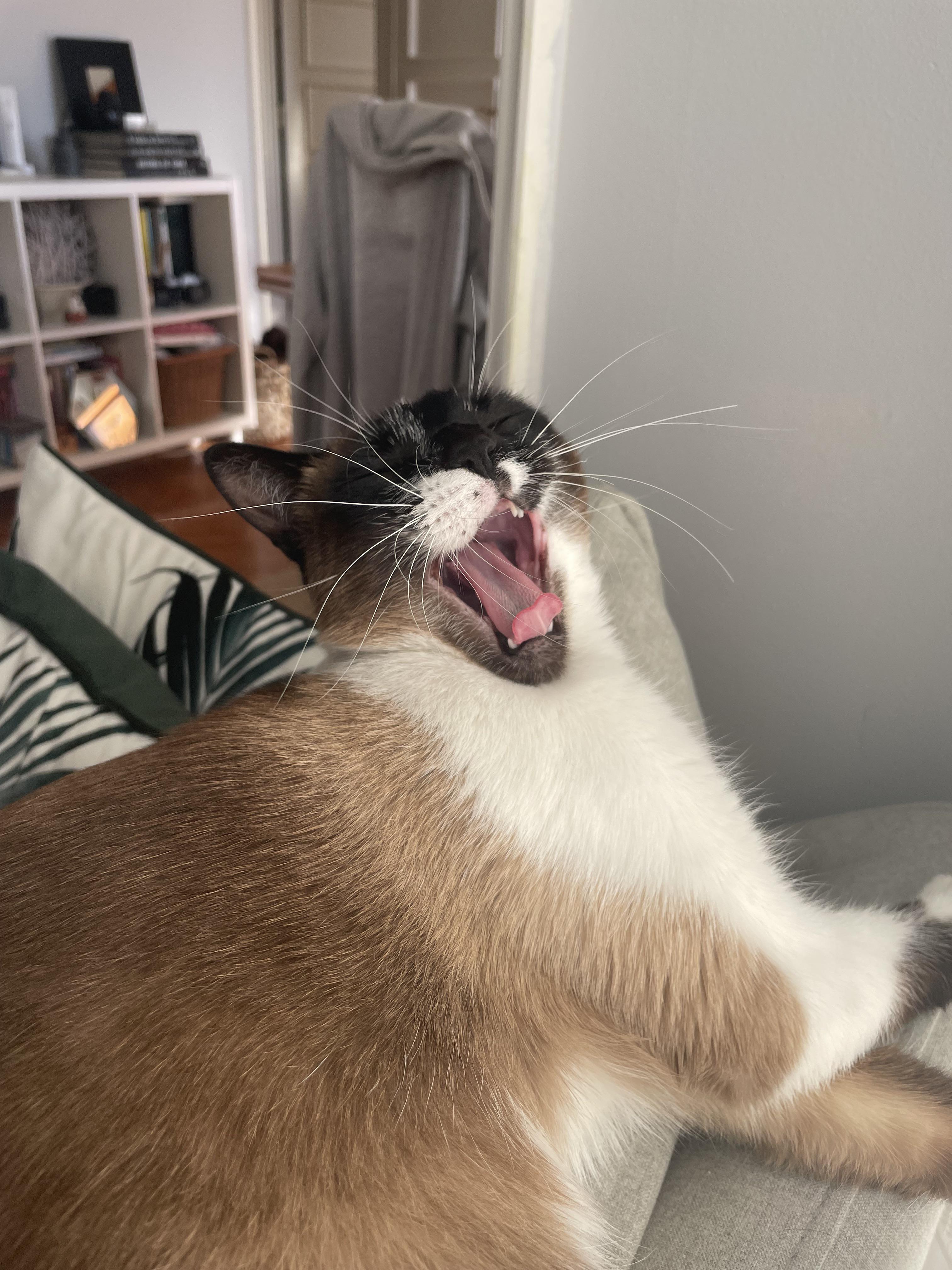 [OC] she’s always sleepy 💕 | Scrolller