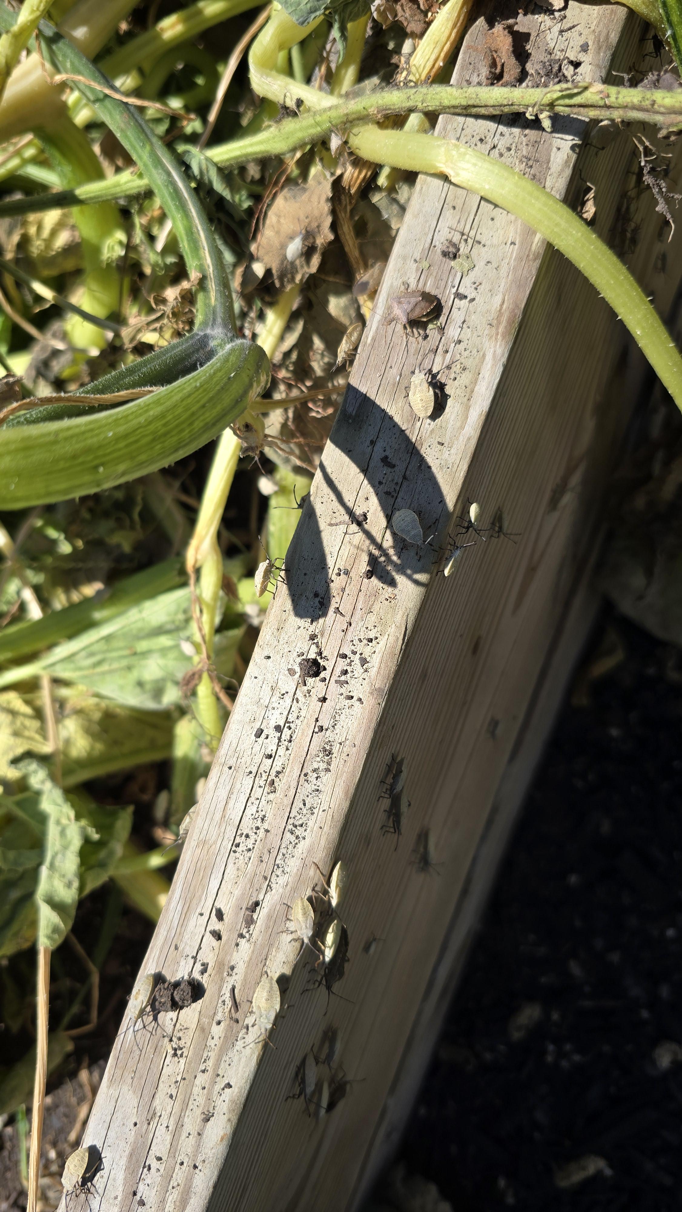 Discover more like Gardening: Bugs on my pumpkins! and Related Content | Scrolller