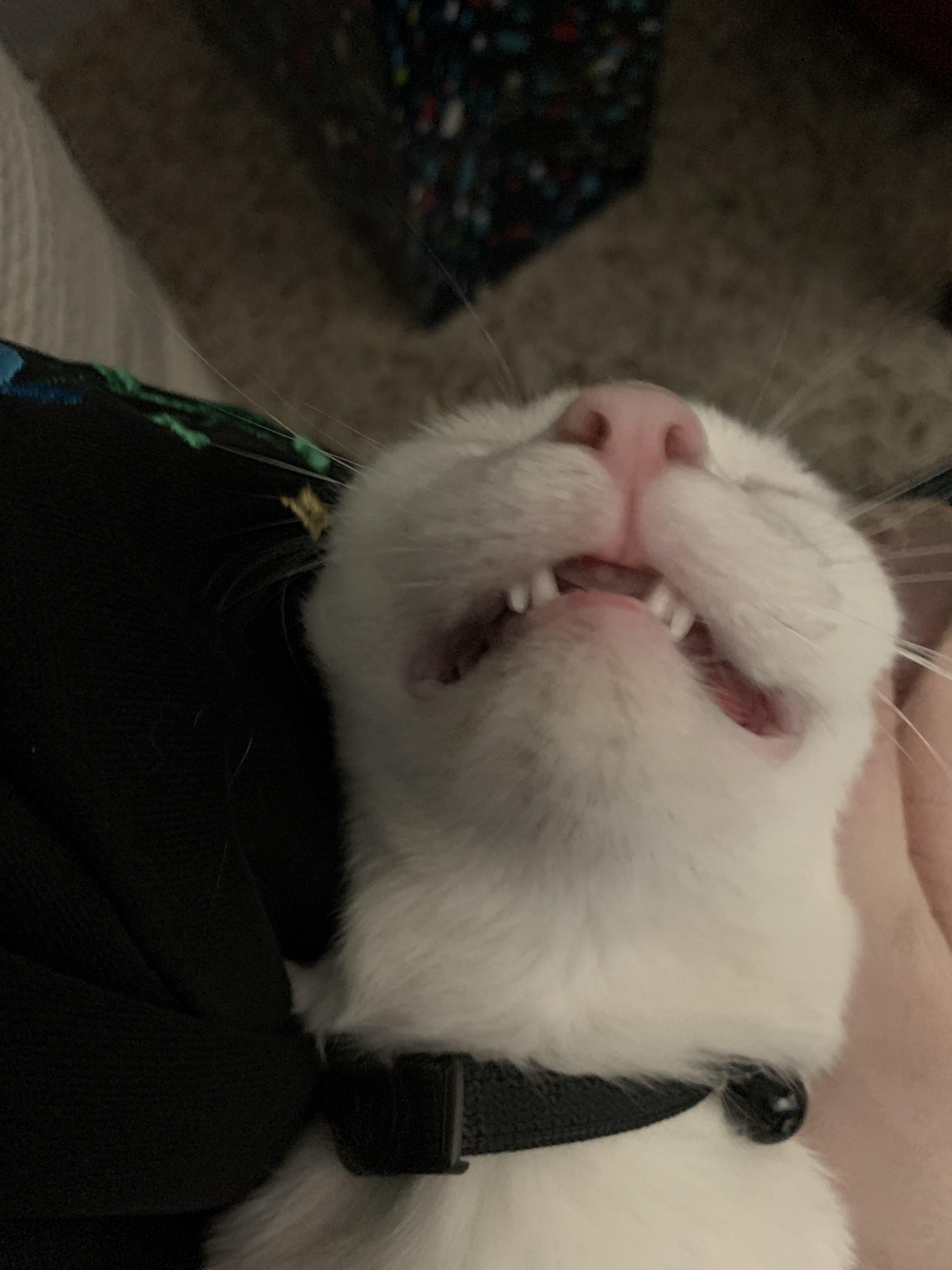 Meet Stinky Scrolller