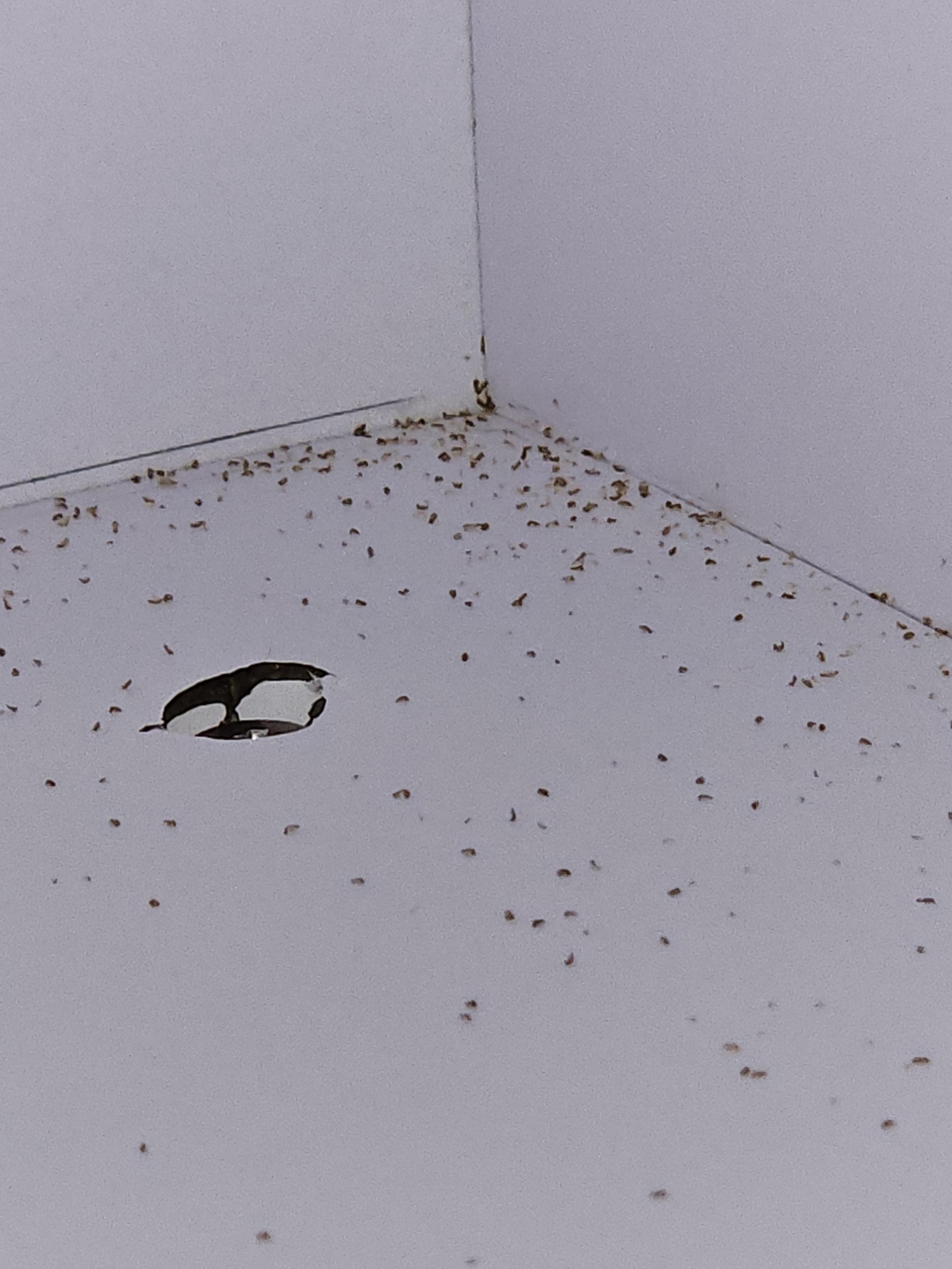 What is this insect? | Scrolller