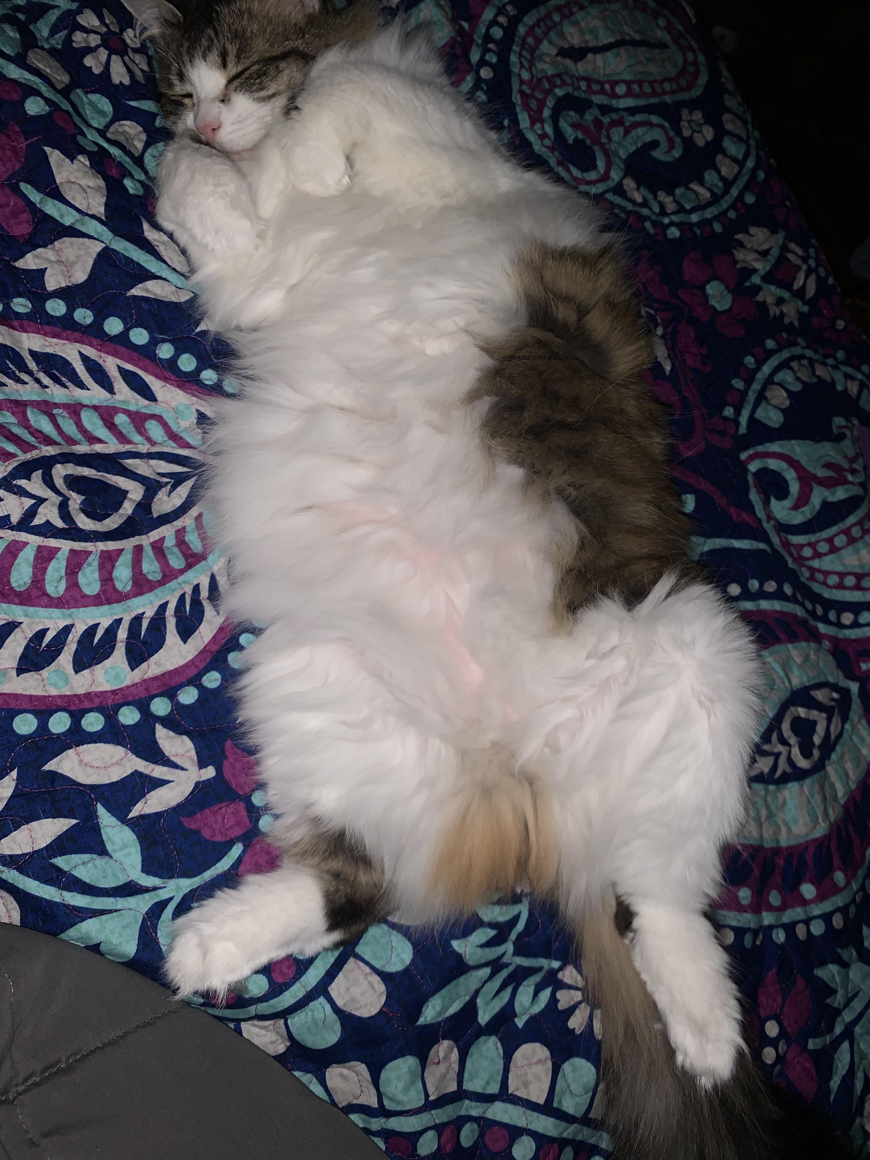 My floof, Sushi | Scrolller
