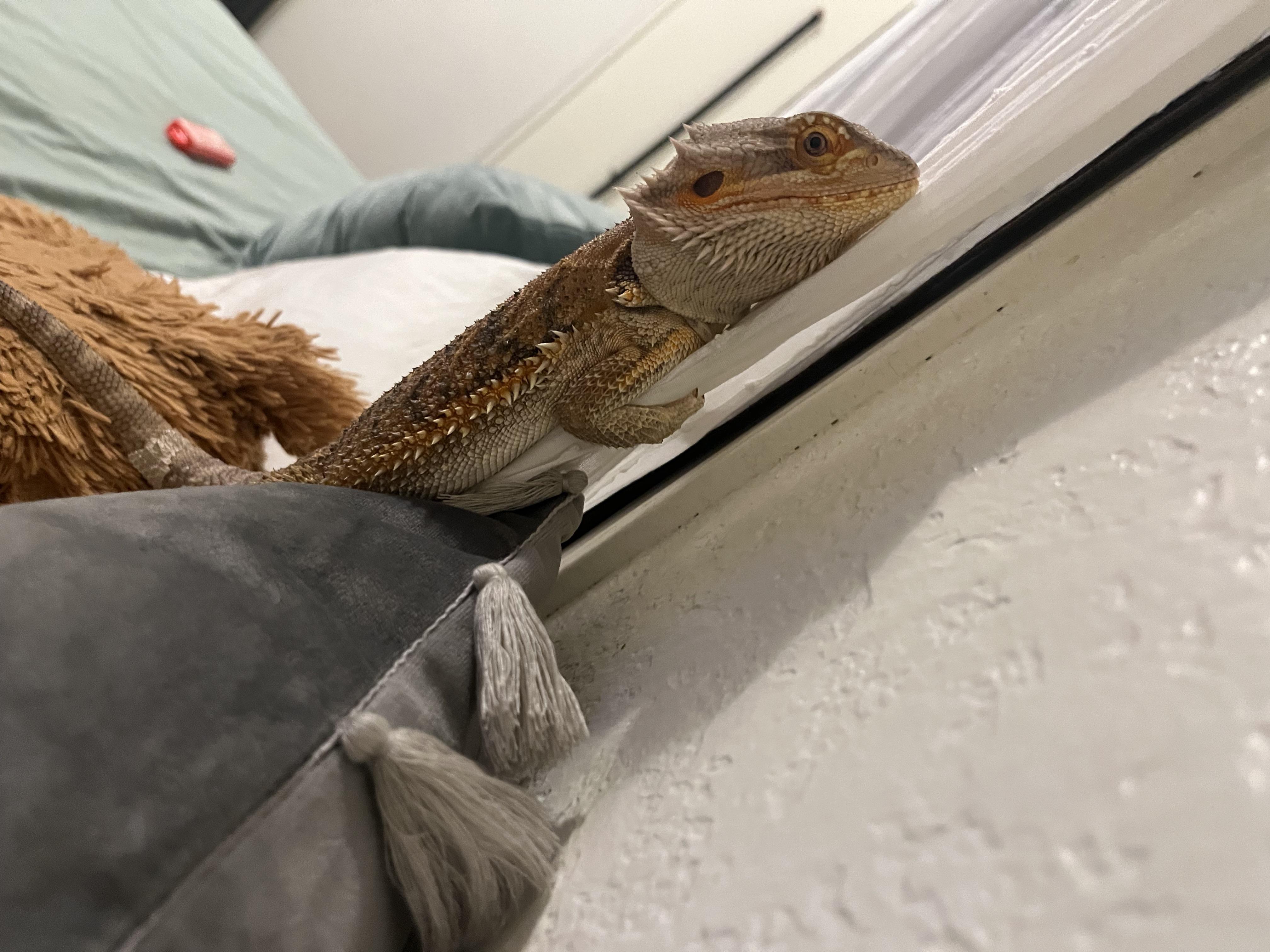 Help he’s been like this for 2 hours lol why he gripping my curtains ...