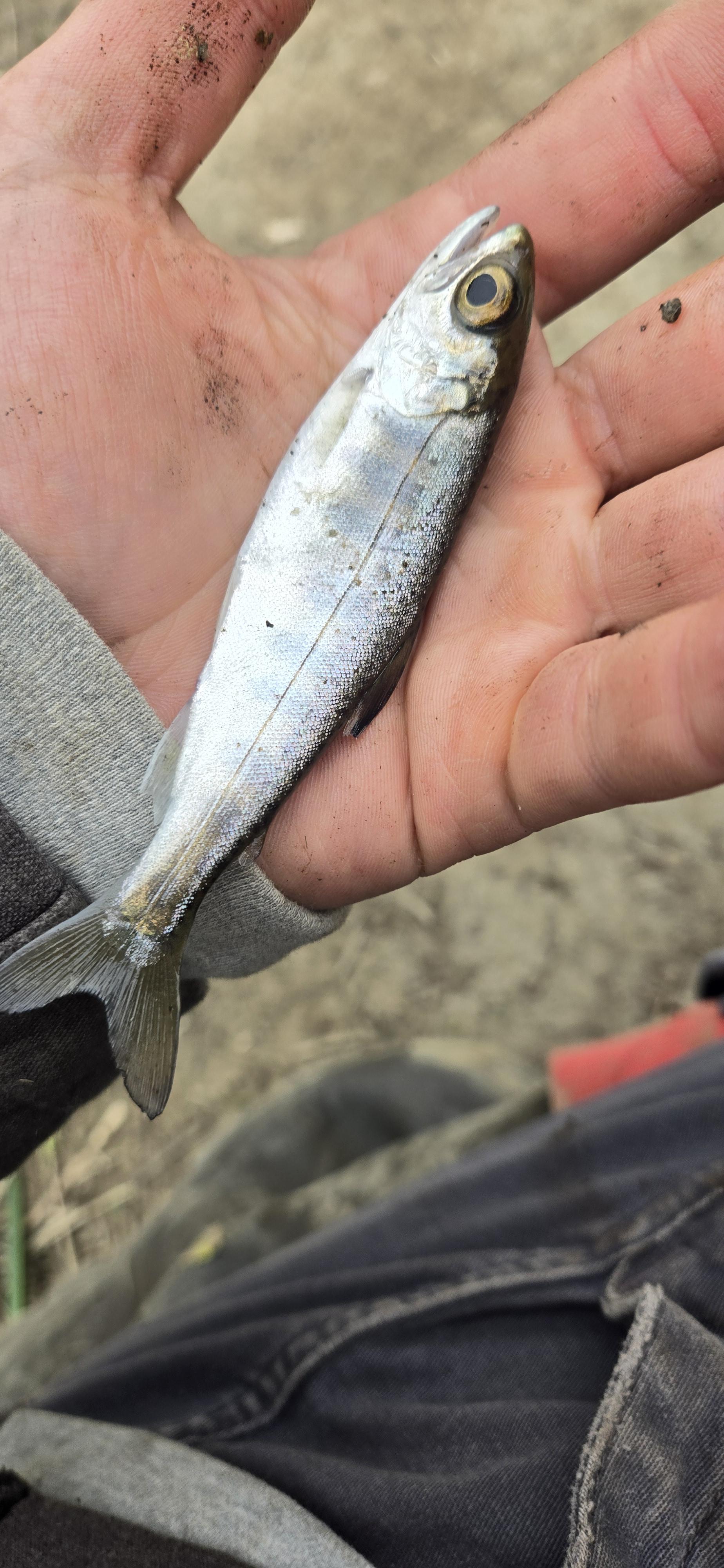 Fish identification | Scrolller