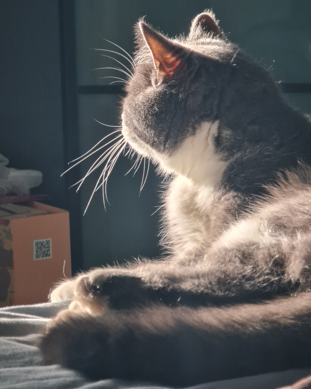 Meet Stepan! He loves sunbathing :) | Scrolller