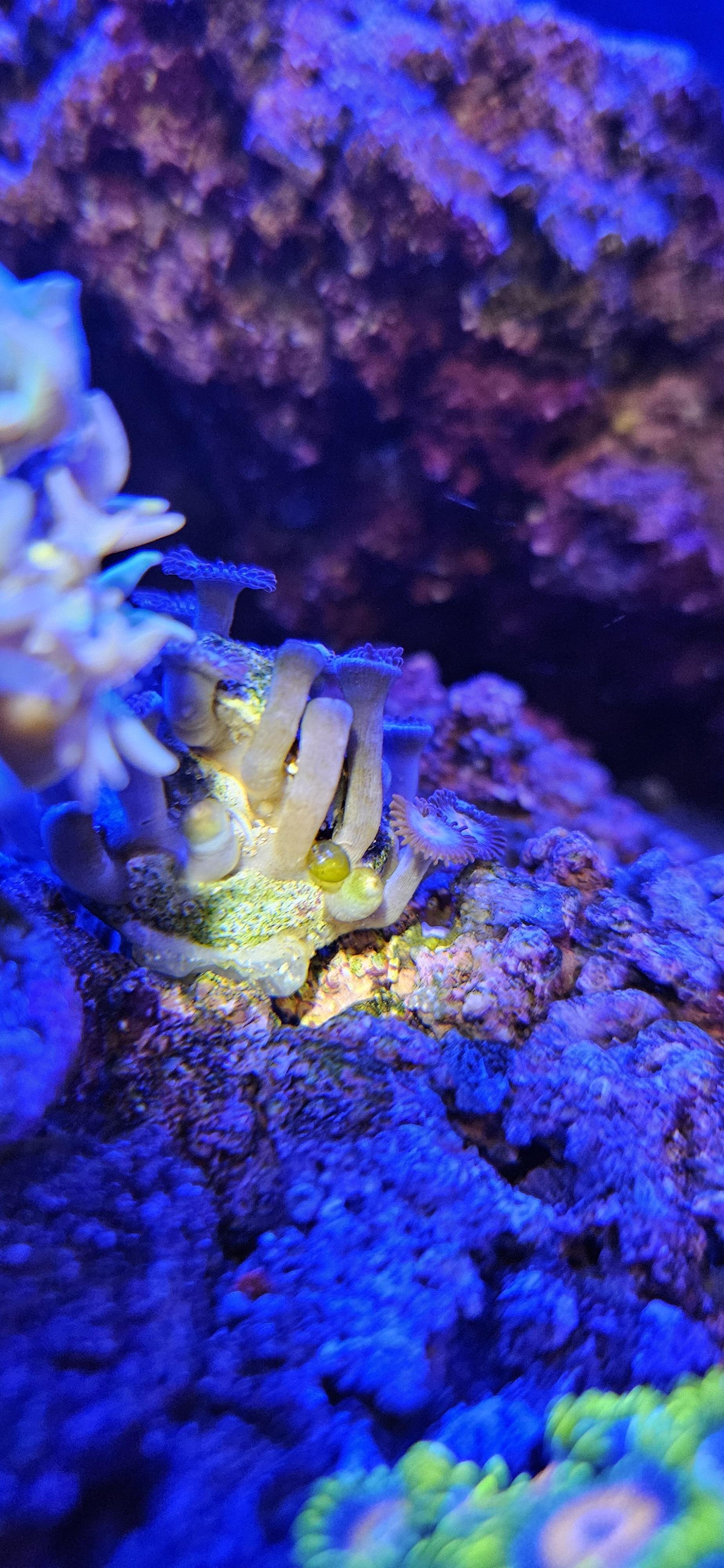 Got my first bubble algae | Scrolller