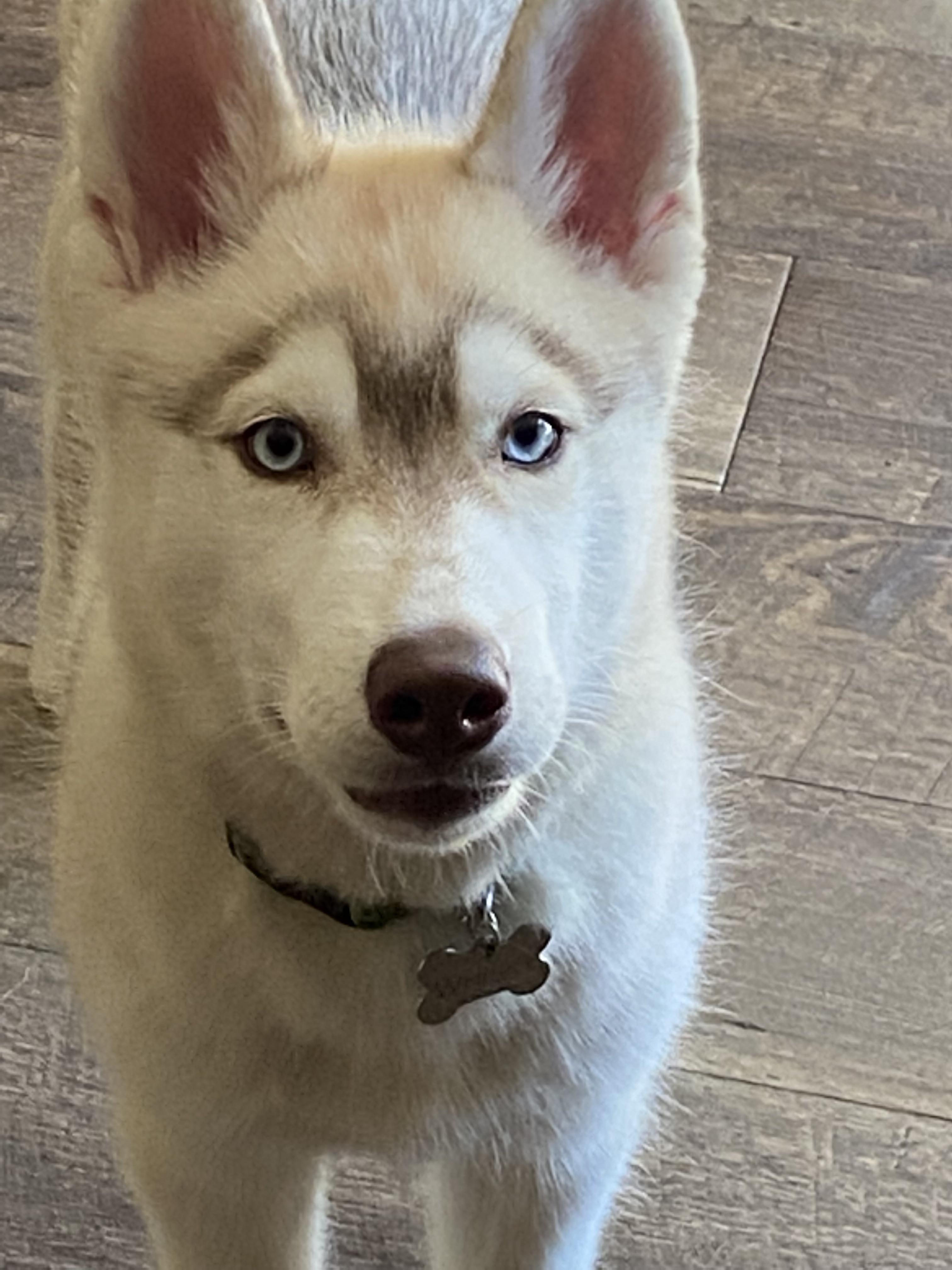 My husky | Scrolller
