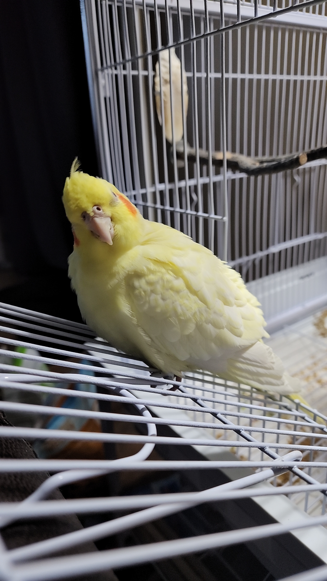 Discover more like Cockatiel: My pretty birb and Related Content | Scrolller