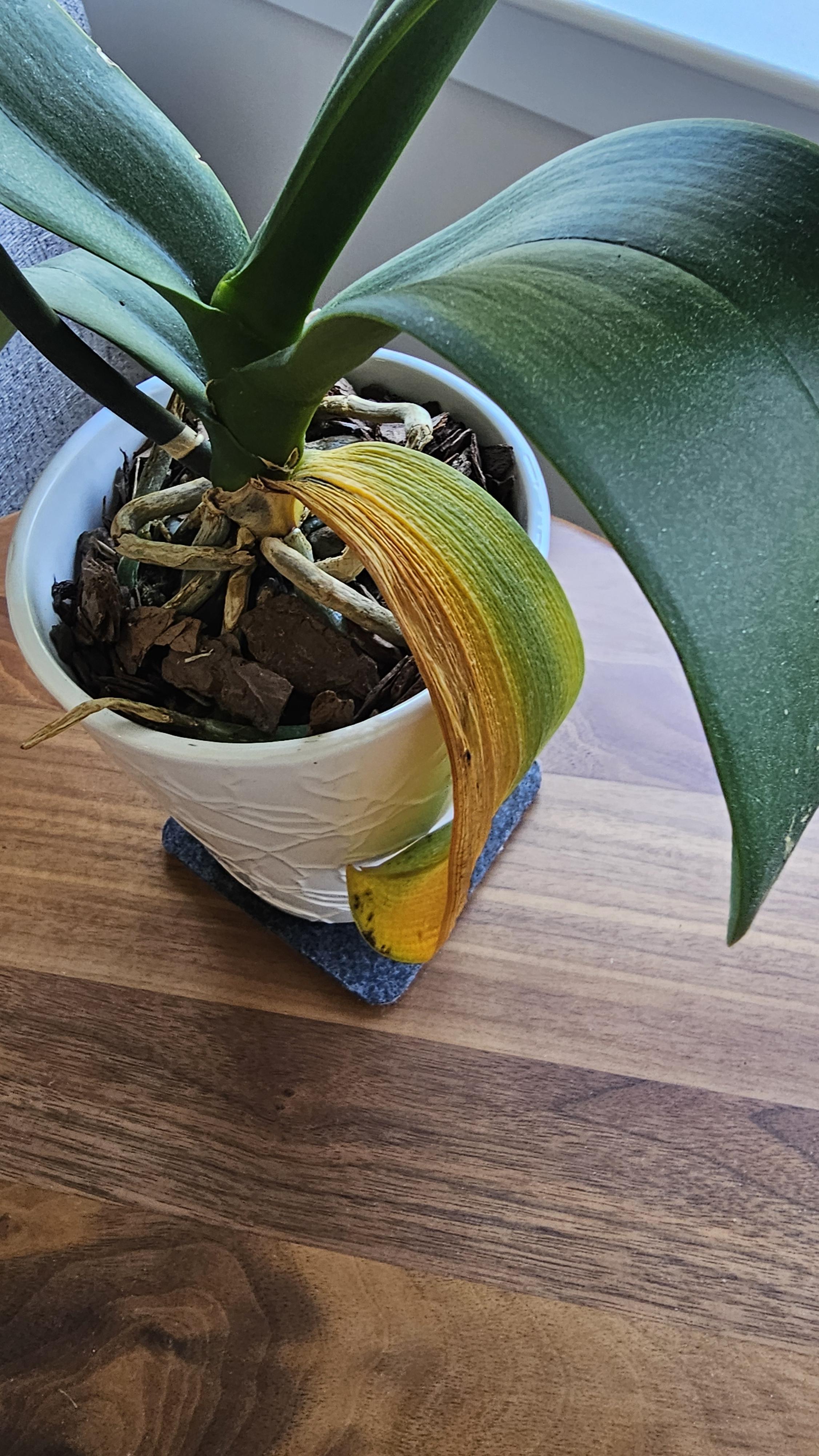 Finally got beautiful blooms, but... | Scrolller