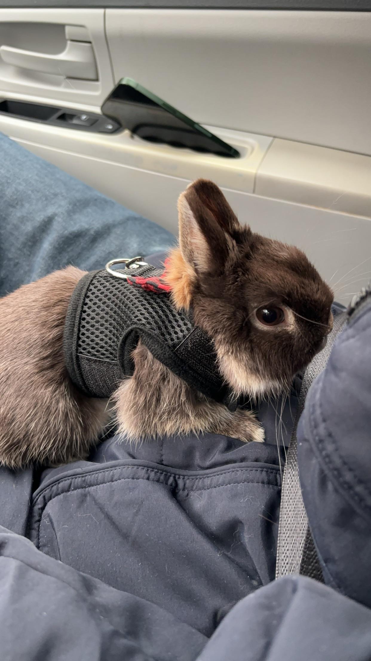 Discover more like Rabbits: Meet Moose the netherland dwarf 🫎 ️ and Related Content | Scrolller