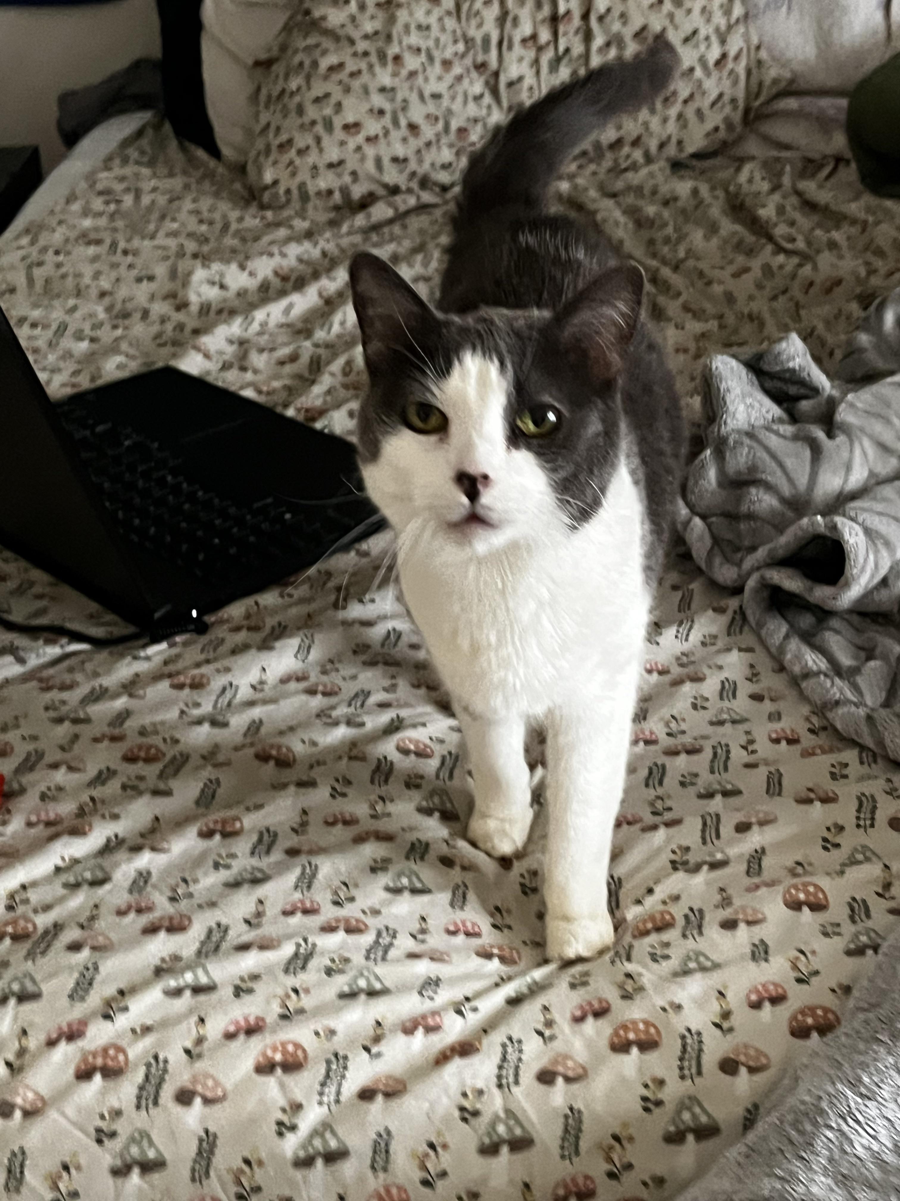 A sequence of events | Scrolller