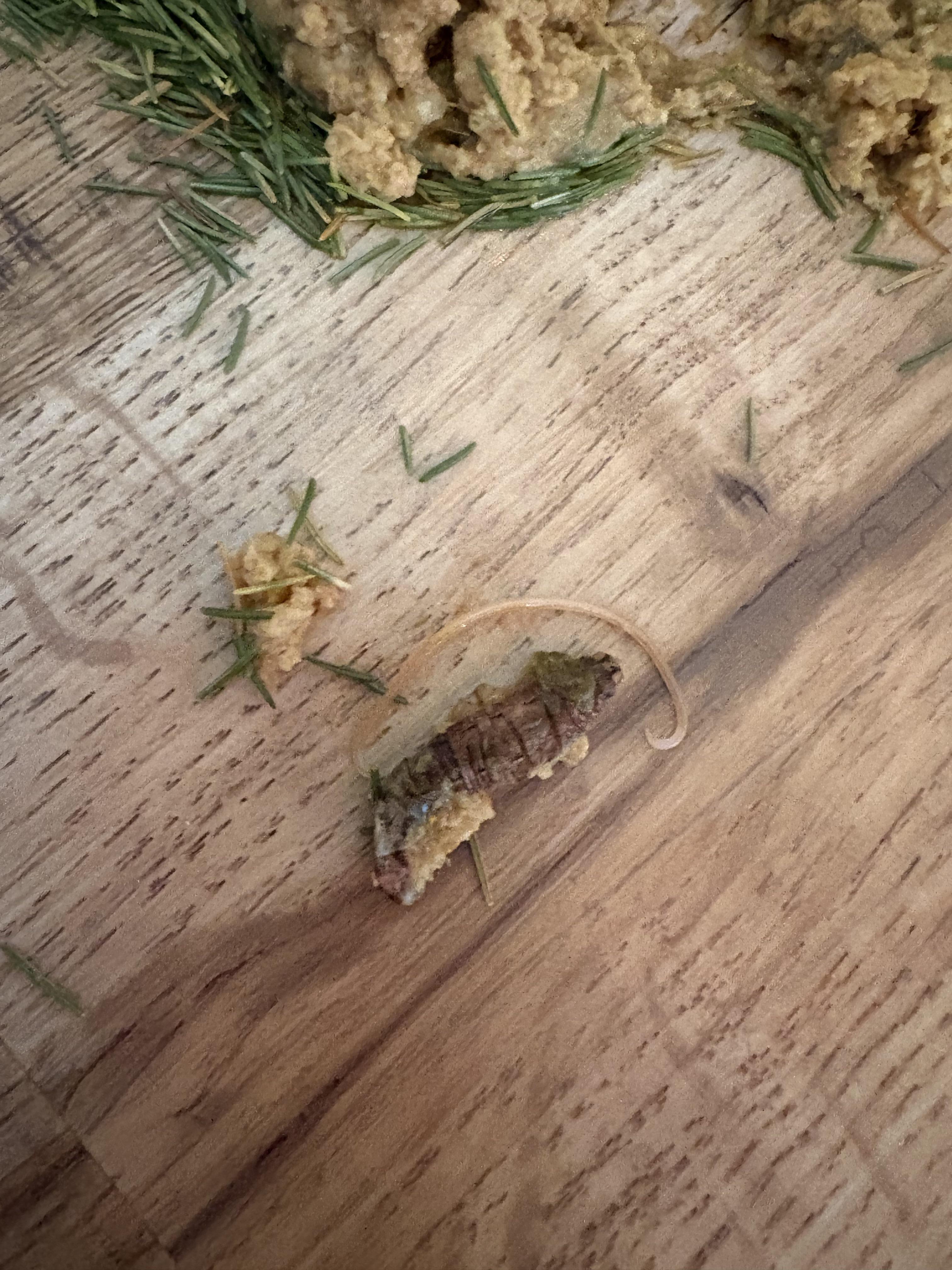 Possible worms in cats vomit? | Scrolller