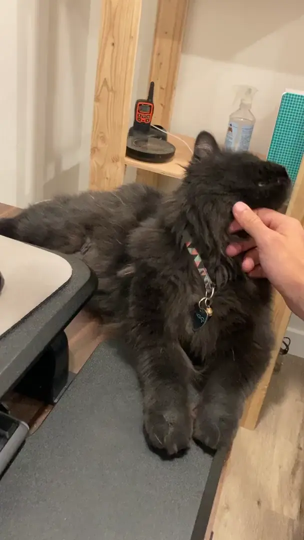 Tap for more pets | Scrolller