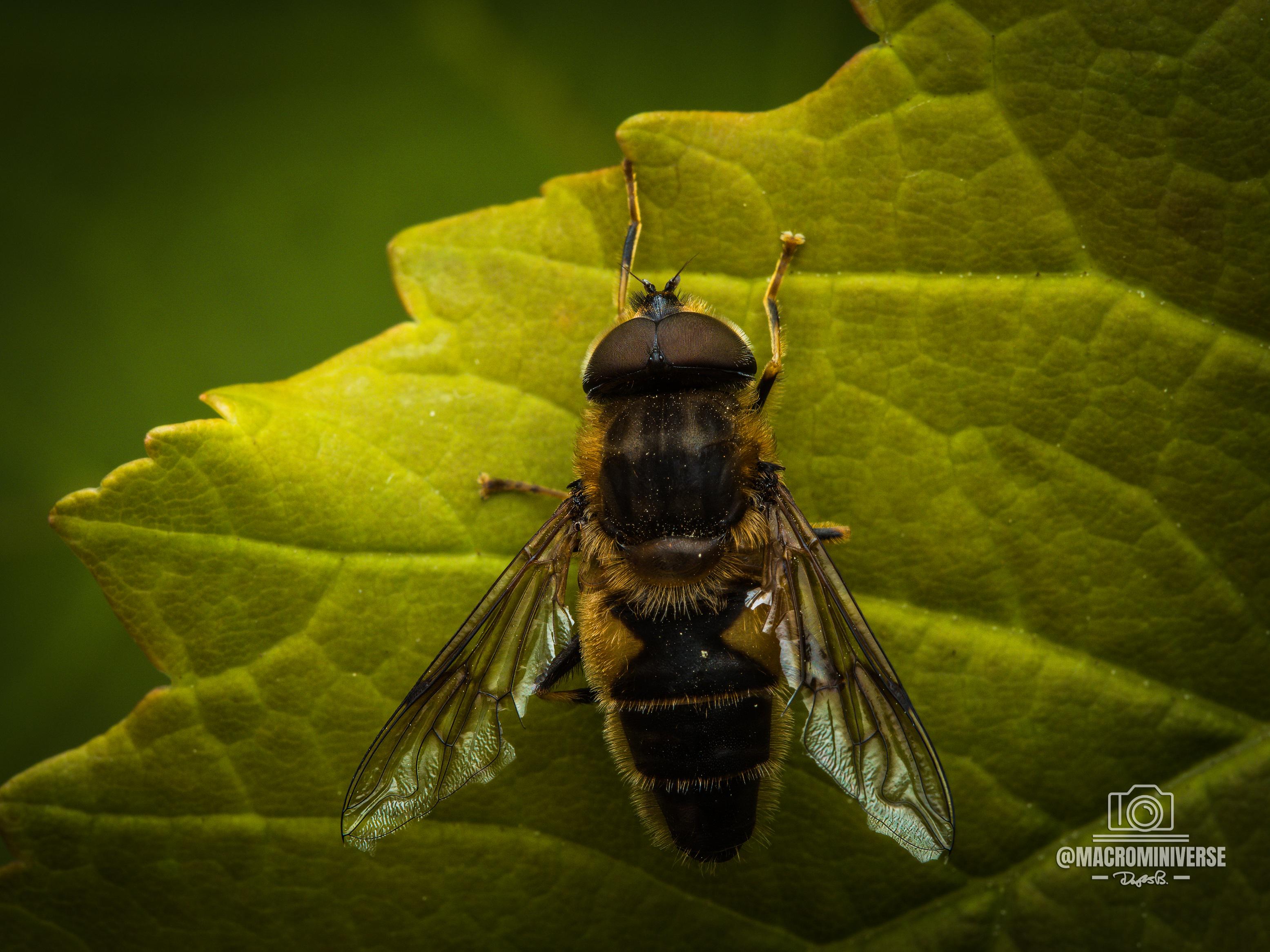 Tapered Drone Fly [OC] | Scrolller