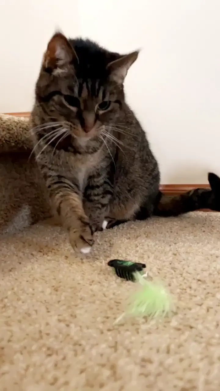 Tapping is exhausting | Scrolller